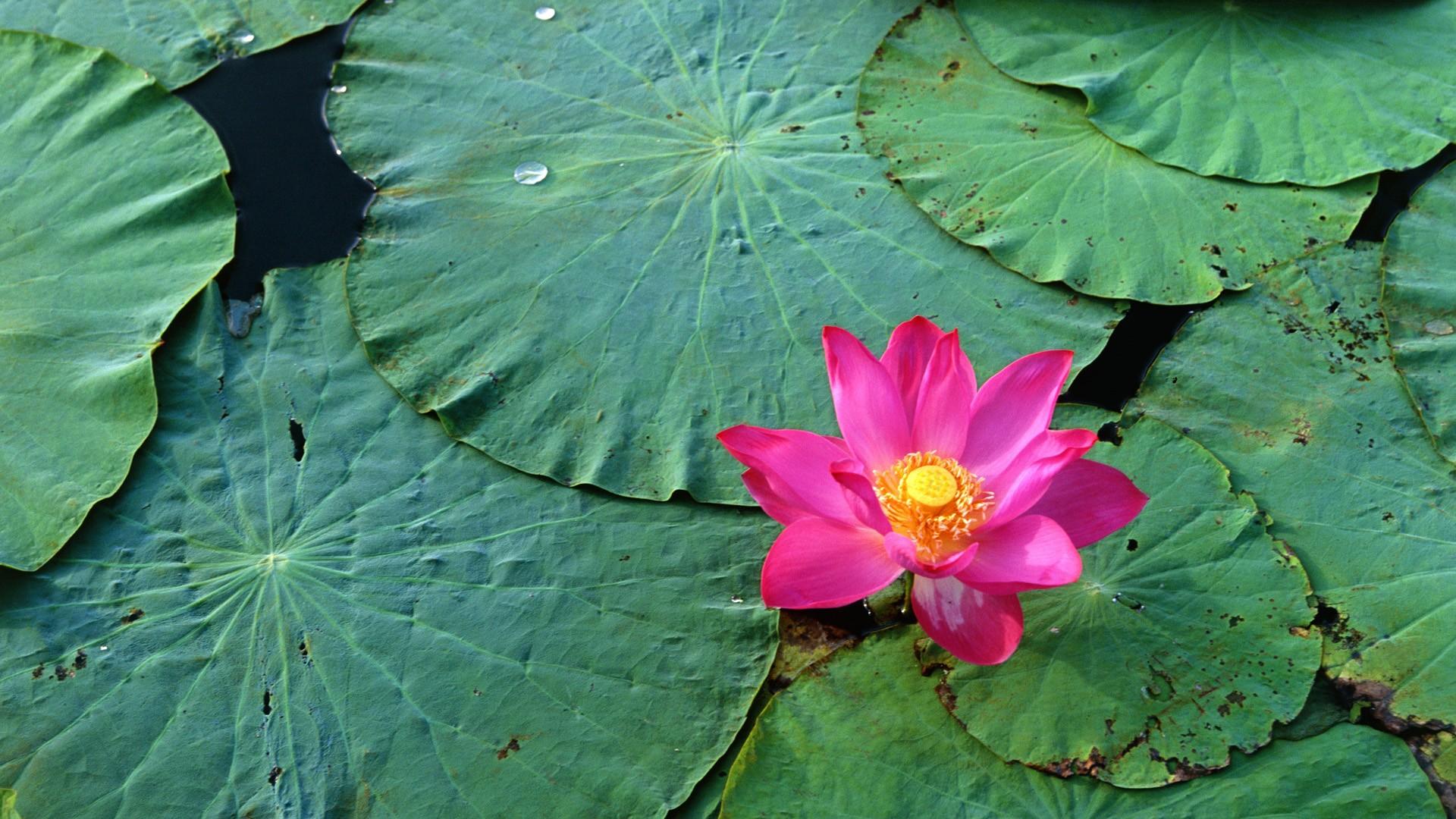 Lotus Pool Wallpapers - Wallpaper Cave