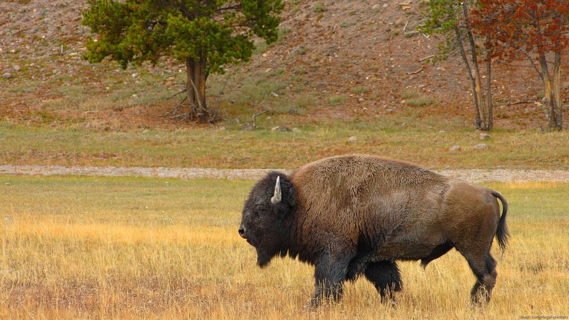Buffalo Desktop Computer Wallpapers - Wallpaper Cave