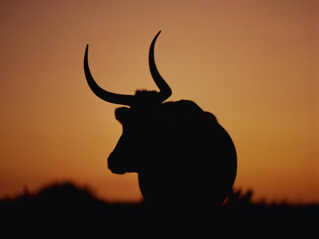 Buffalo Desktop Computer Wallpapers - Wallpaper Cave
