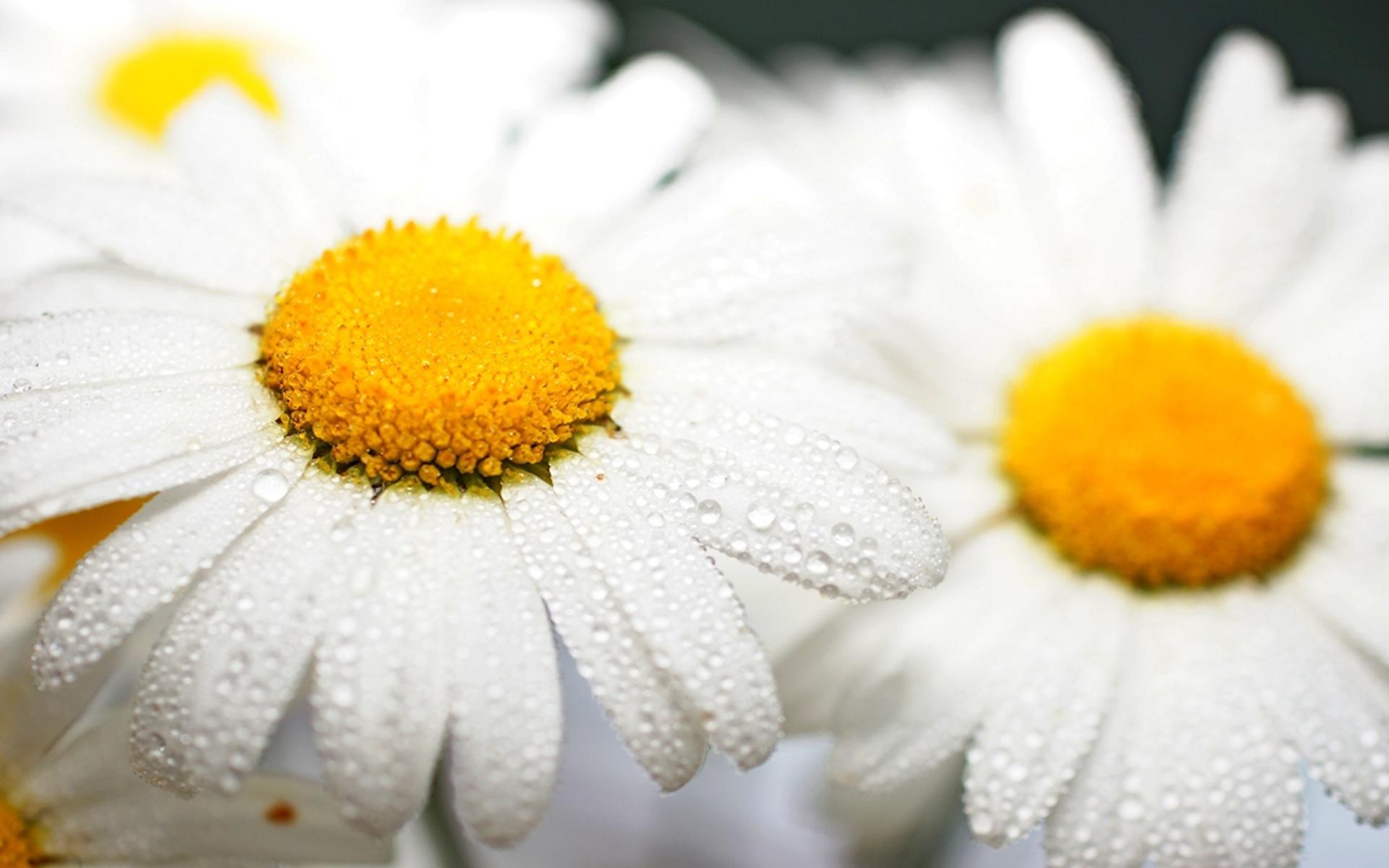 Full Screen Hd Minimal Daisy Wallpapers - Wallpaper Cave