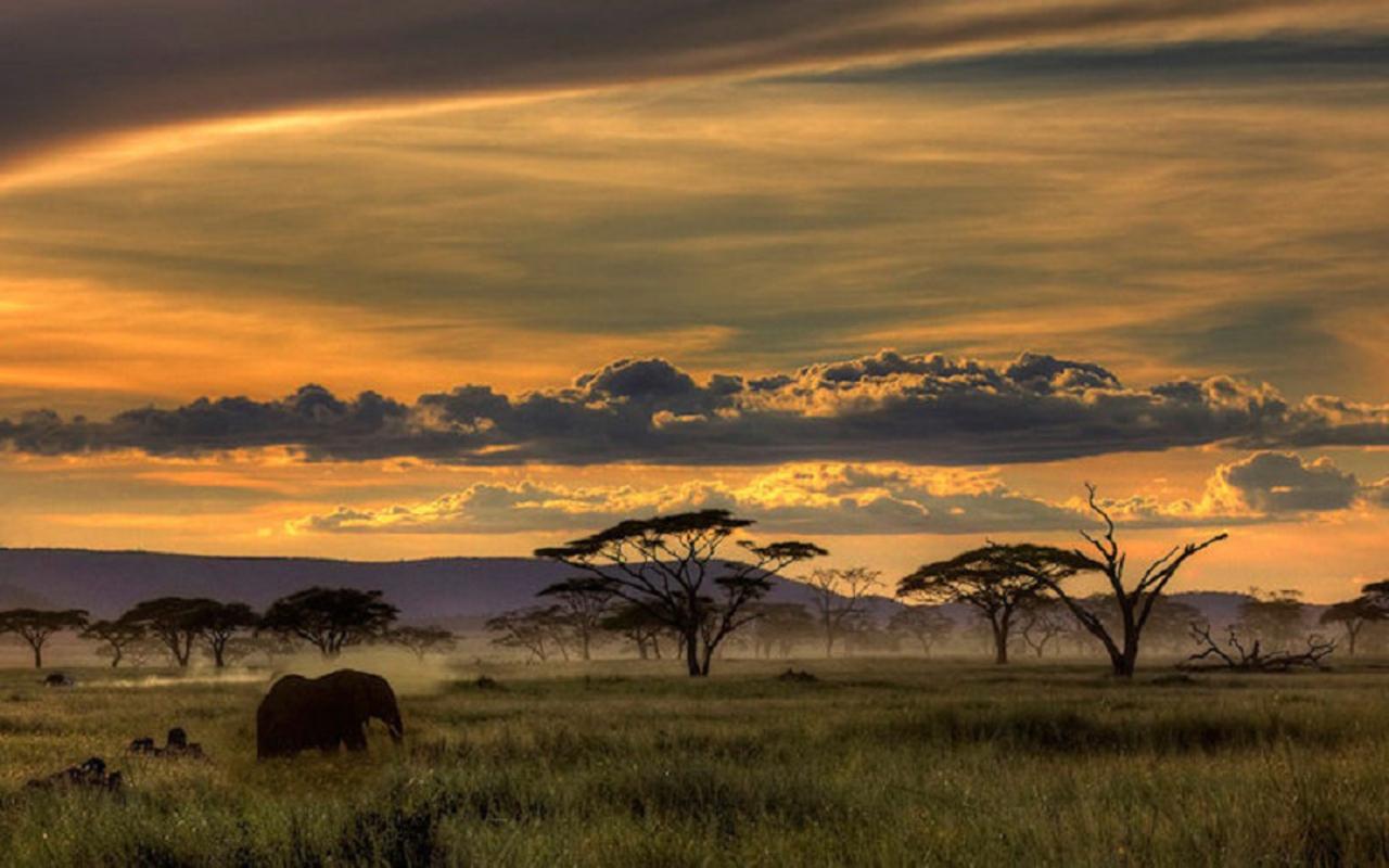 South African Animals Wallpapers Wallpaper Cave