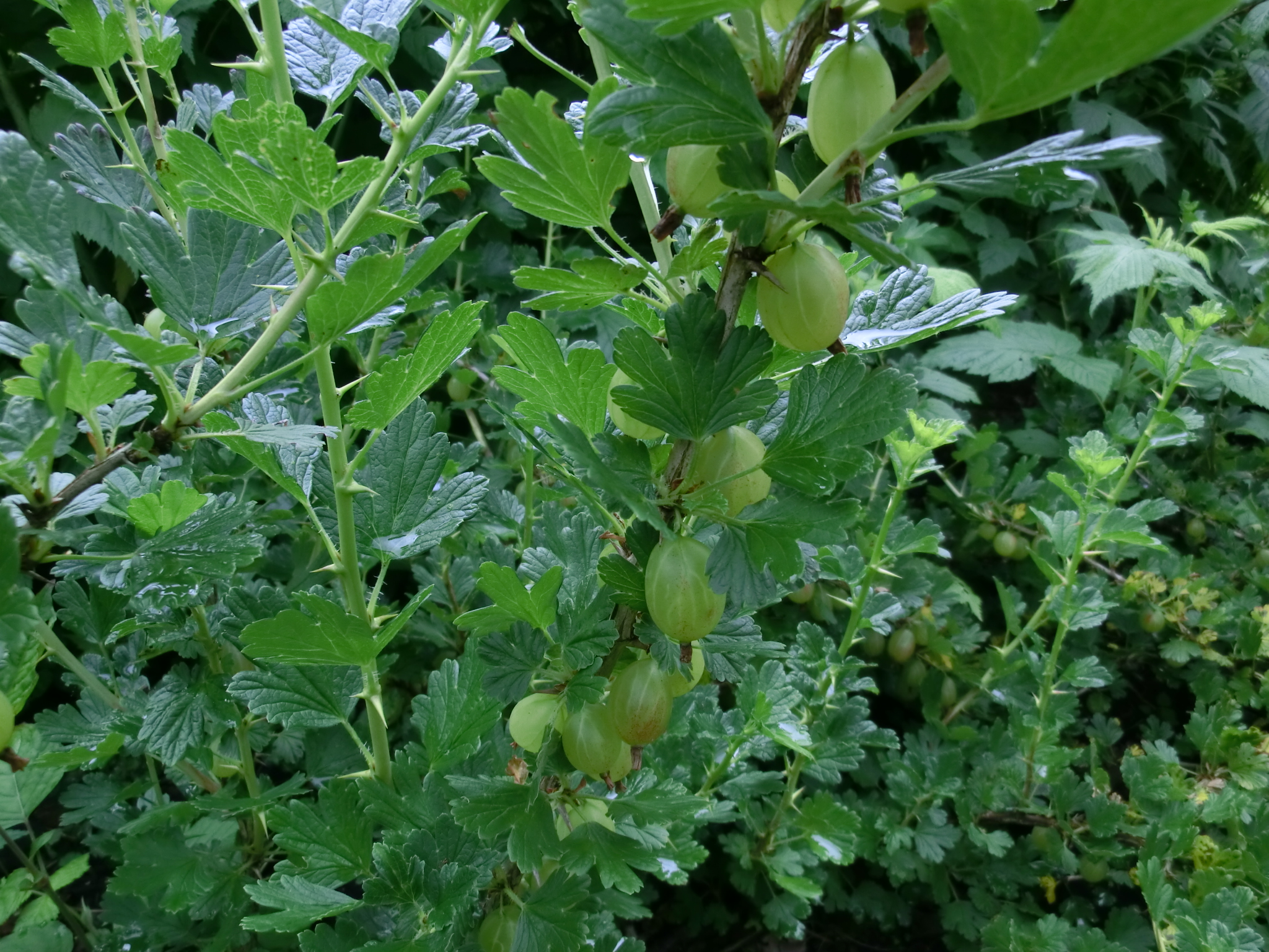 Gooseberry Gathering Wallpapers - Wallpaper Cave