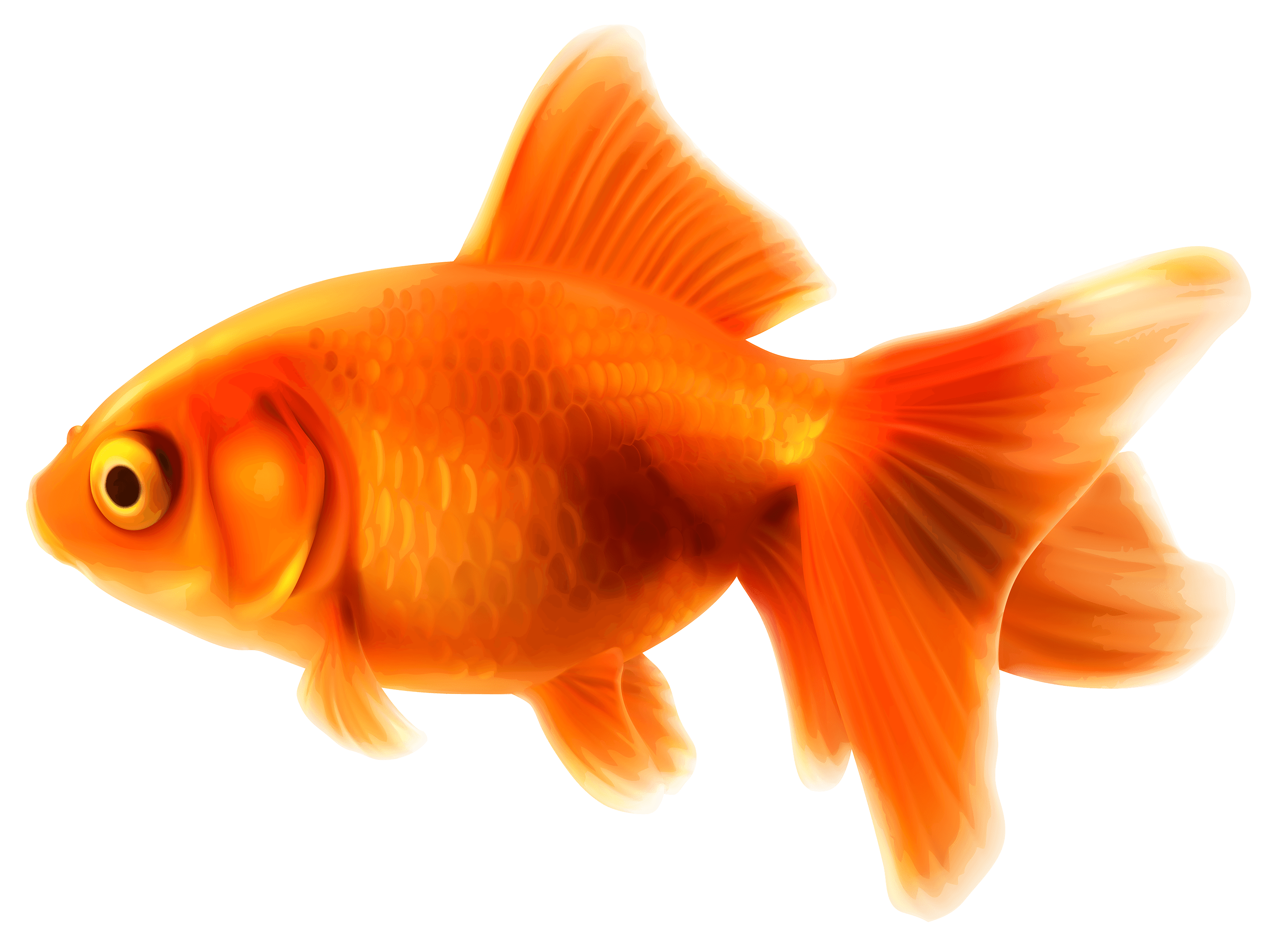 Gold Fish HD Wallpapers - Wallpaper Cave
