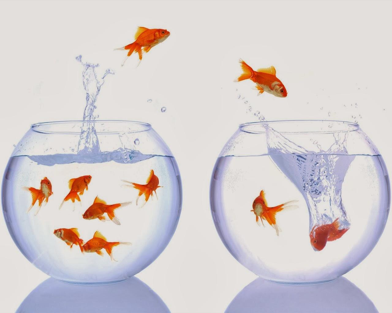 Gold Fish HD Wallpapers - Wallpaper Cave