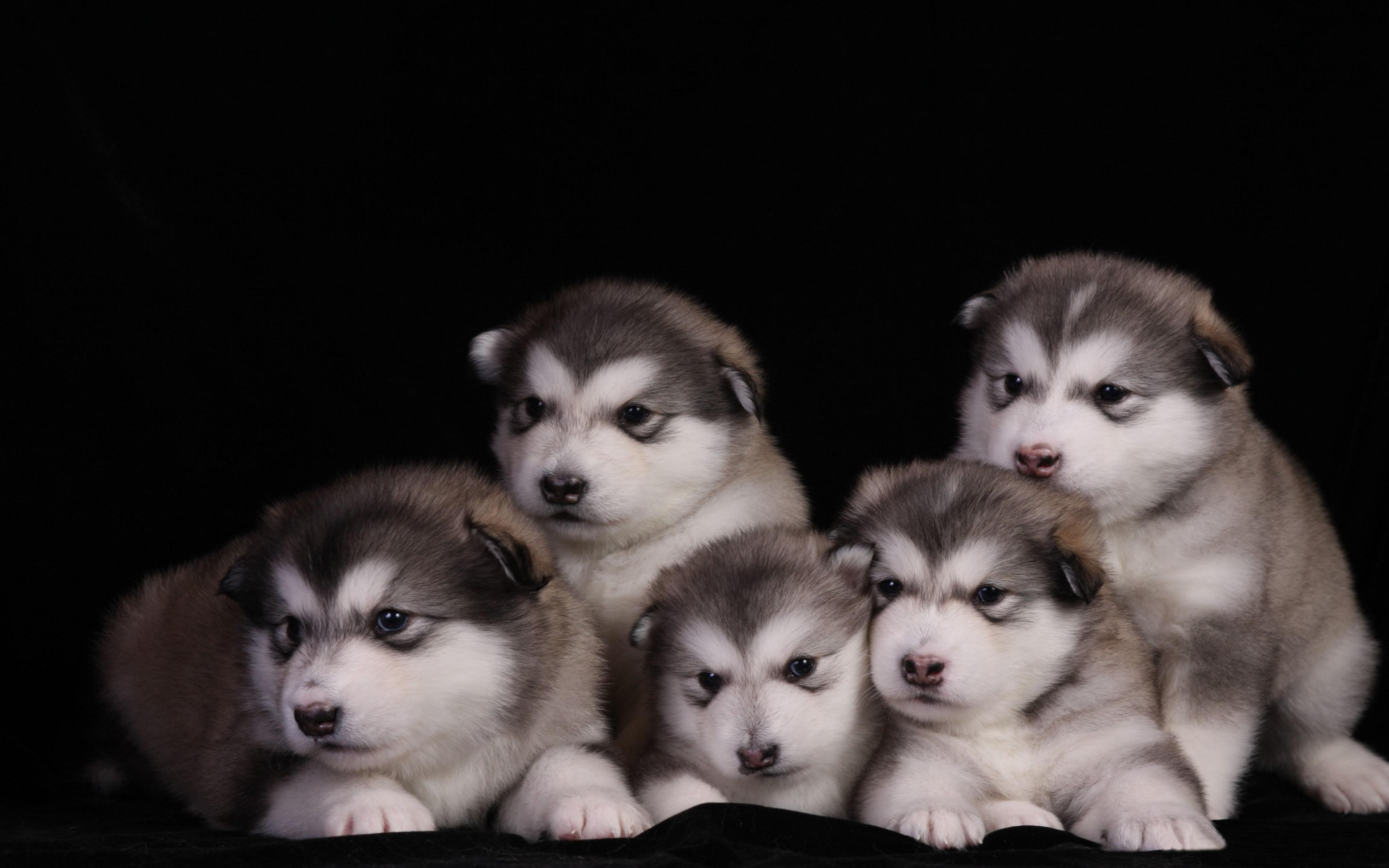 Full Hd Malamute Dog Desktop Wallpapers - Wallpaper Cave