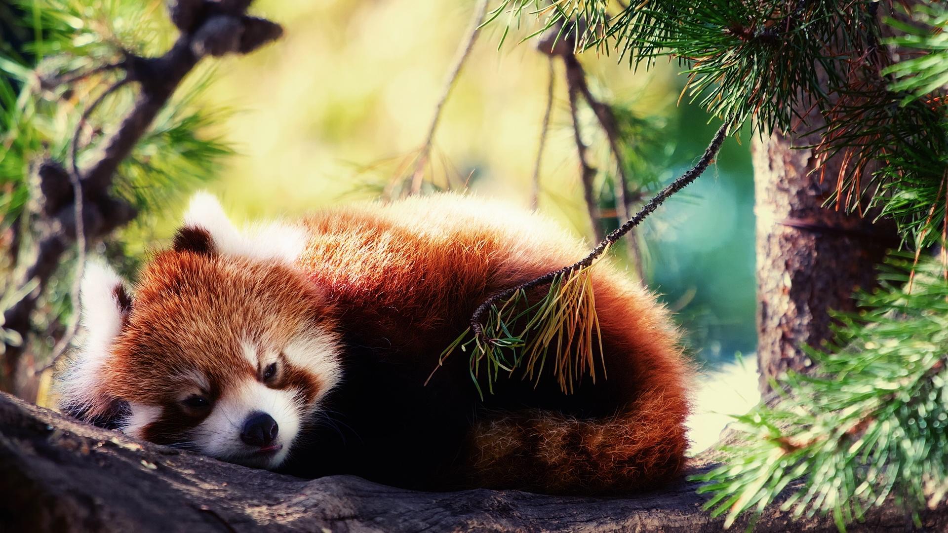 Red Panda Patterns Wallpapers - Wallpaper Cave