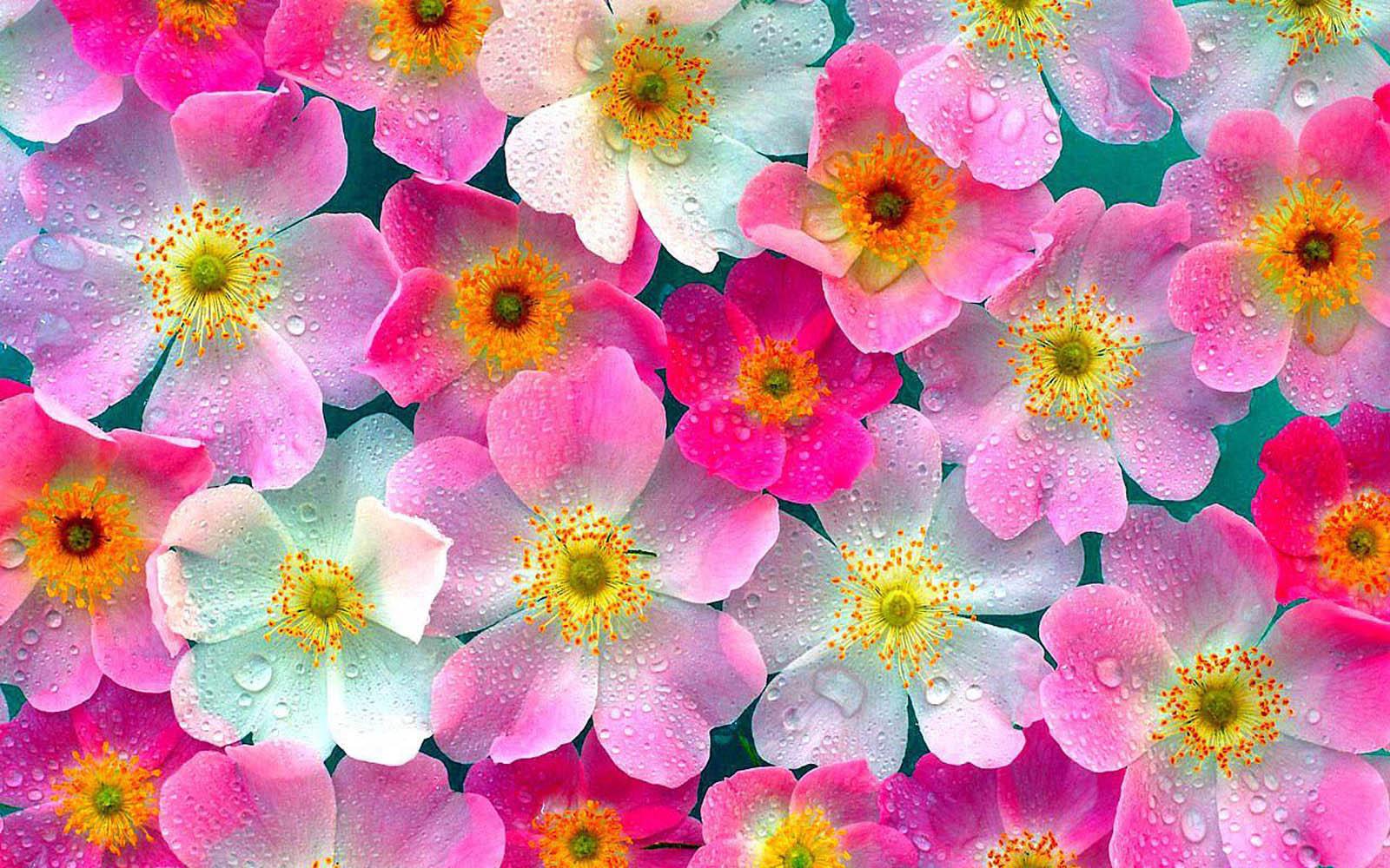 Flower Market Wallpapers - Wallpaper Cave