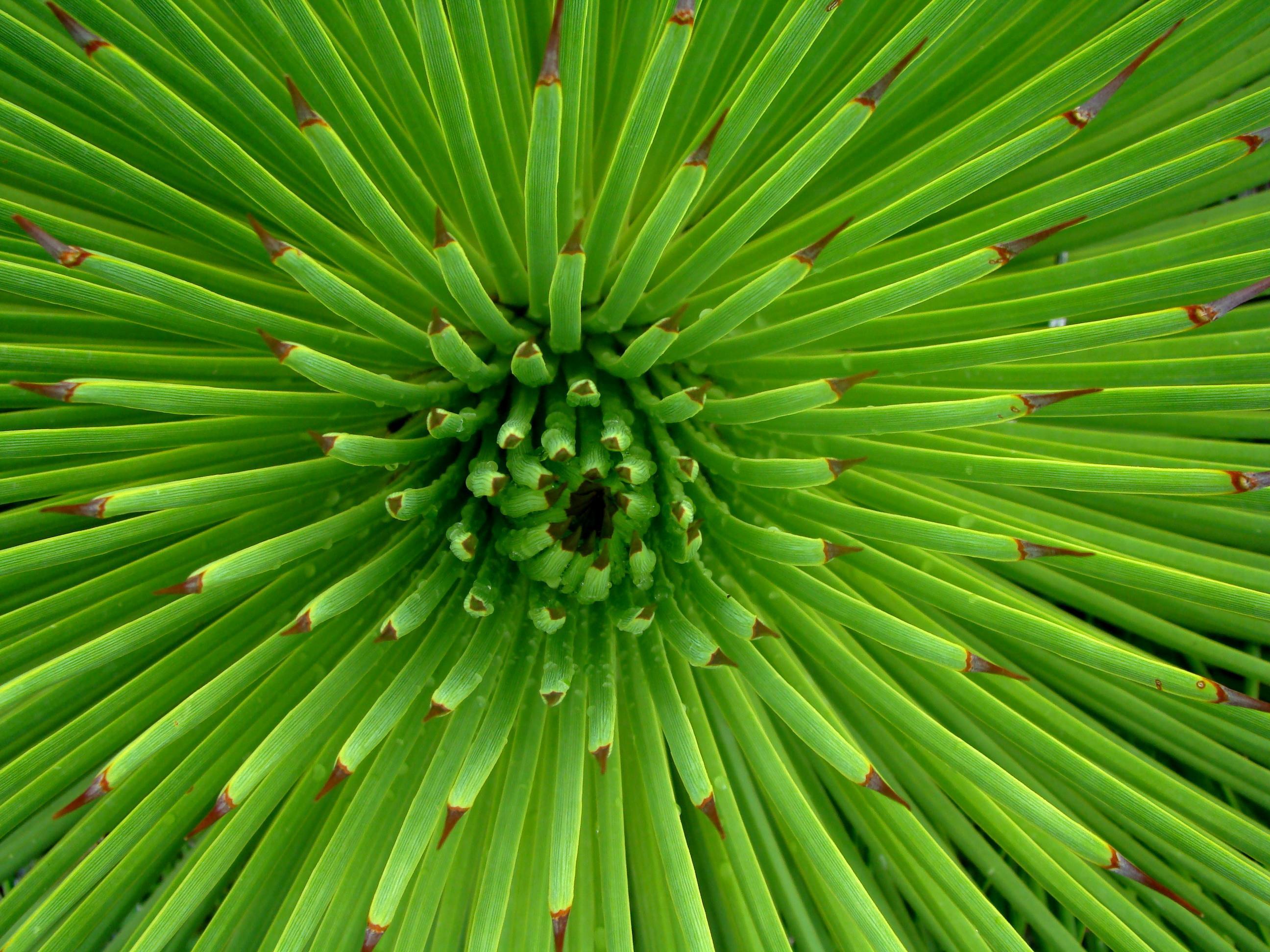 Green Flowers Wallpapers - Wallpaper Cave