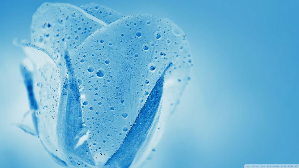 Frost Roses Wallpapers - Wallpaper Cave