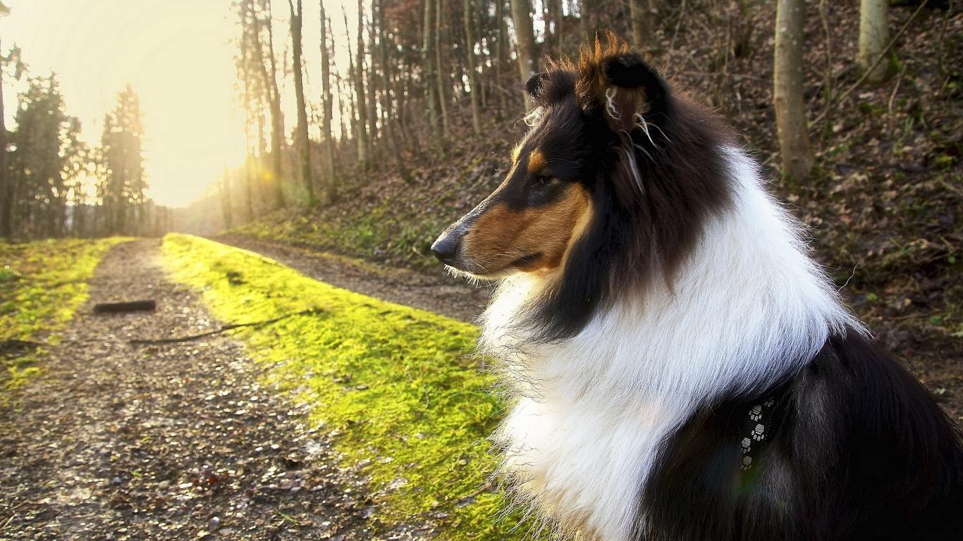 Dog Friend Wallpapers - Wallpaper Cave