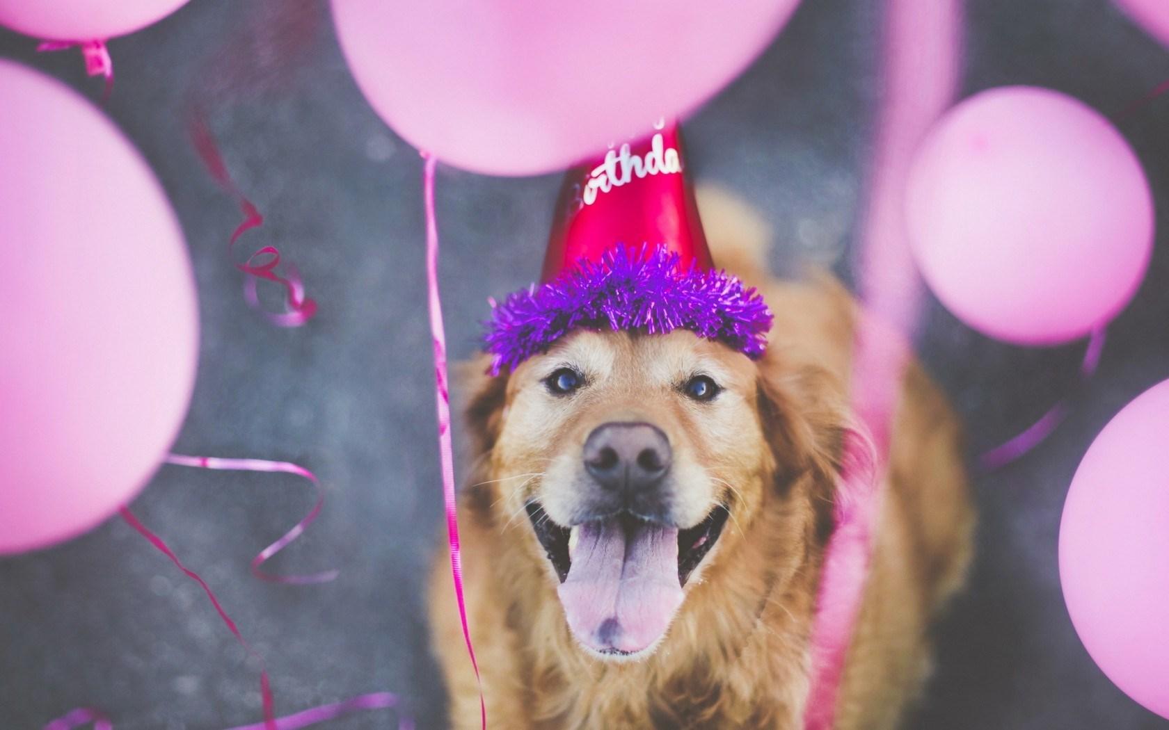 Dog Friend Wallpapers - Wallpaper Cave