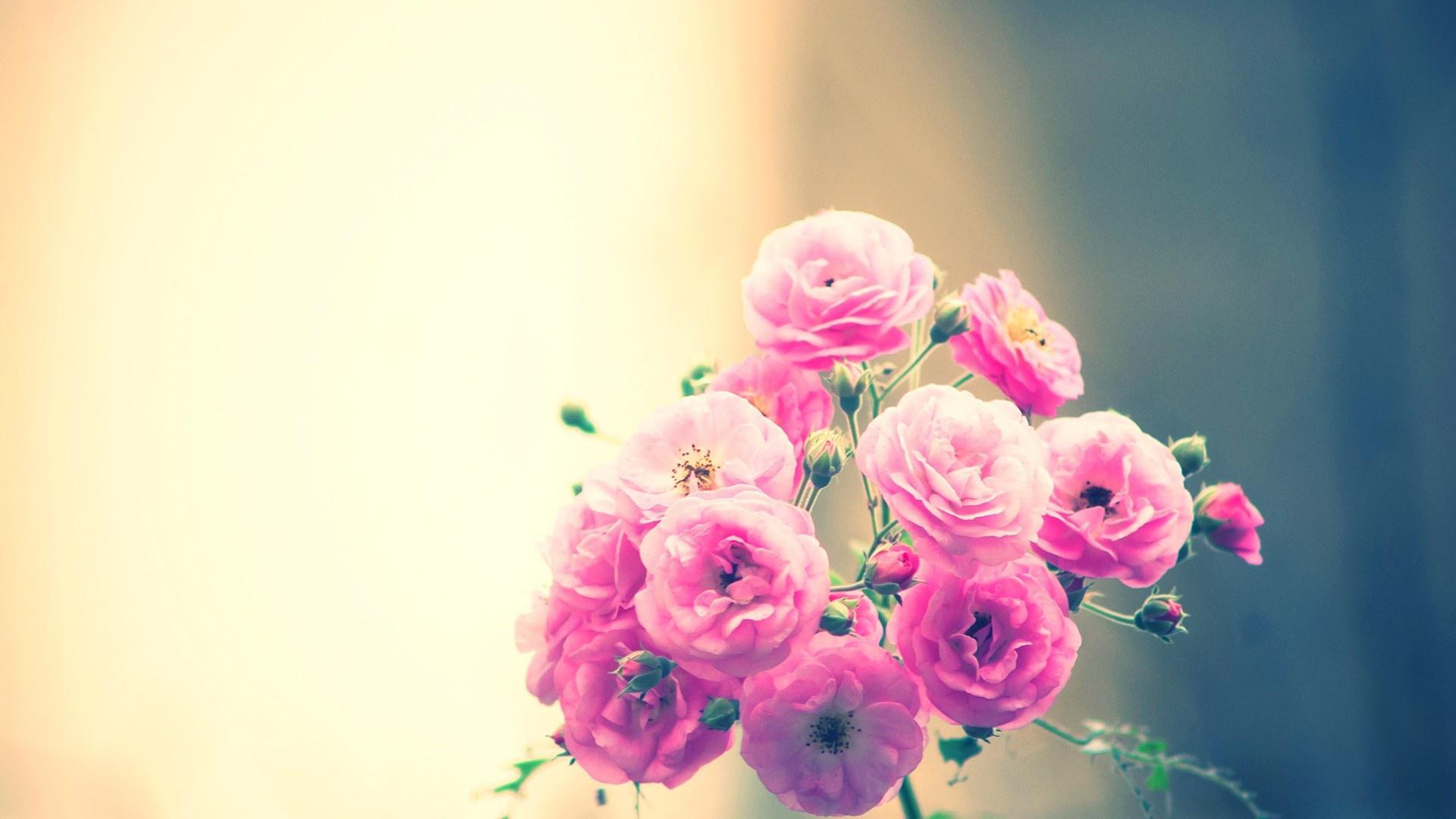 Softly Flowers Wallpapers - Wallpaper Cave
