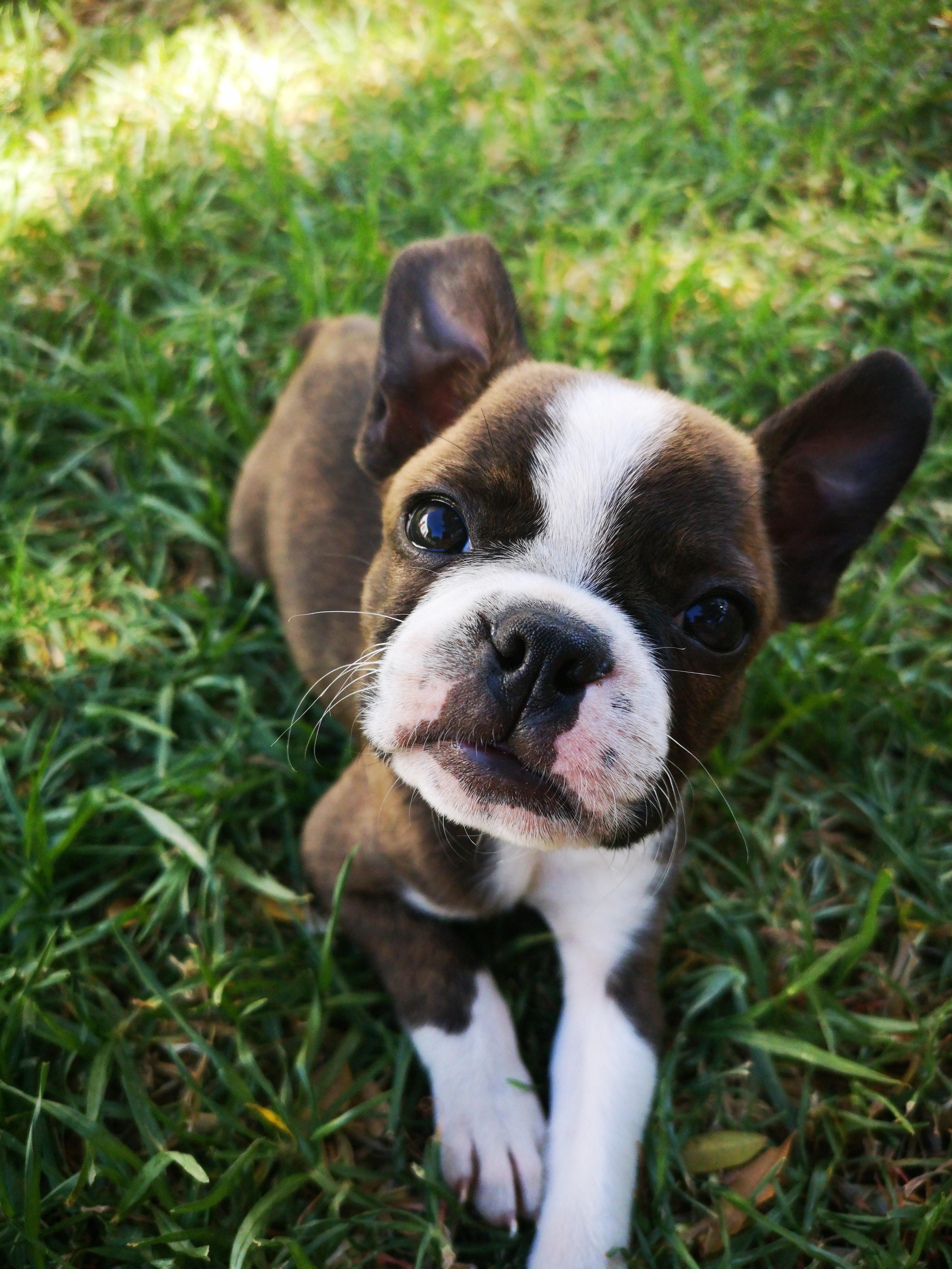 Boston Terrier Boxer Mix