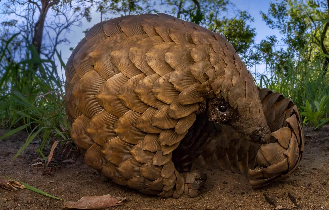 Pangolins Wallpapers - Wallpaper Cave