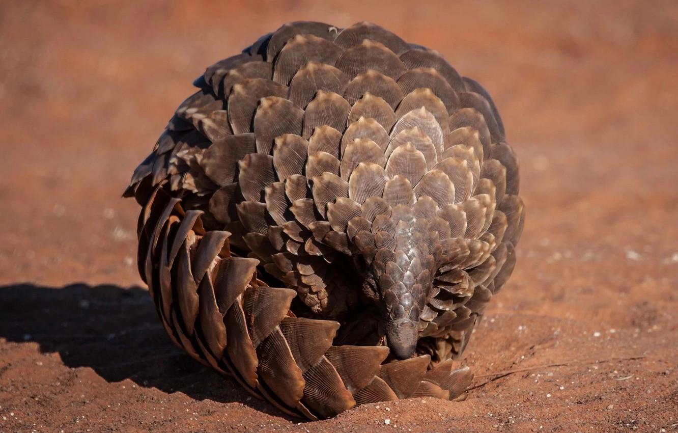 Pangolins Wallpapers - Wallpaper Cave