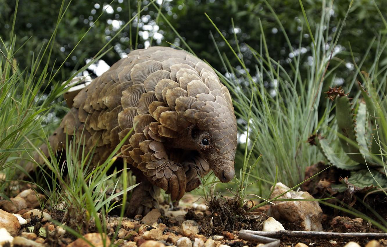 Pangolins Wallpapers - Wallpaper Cave