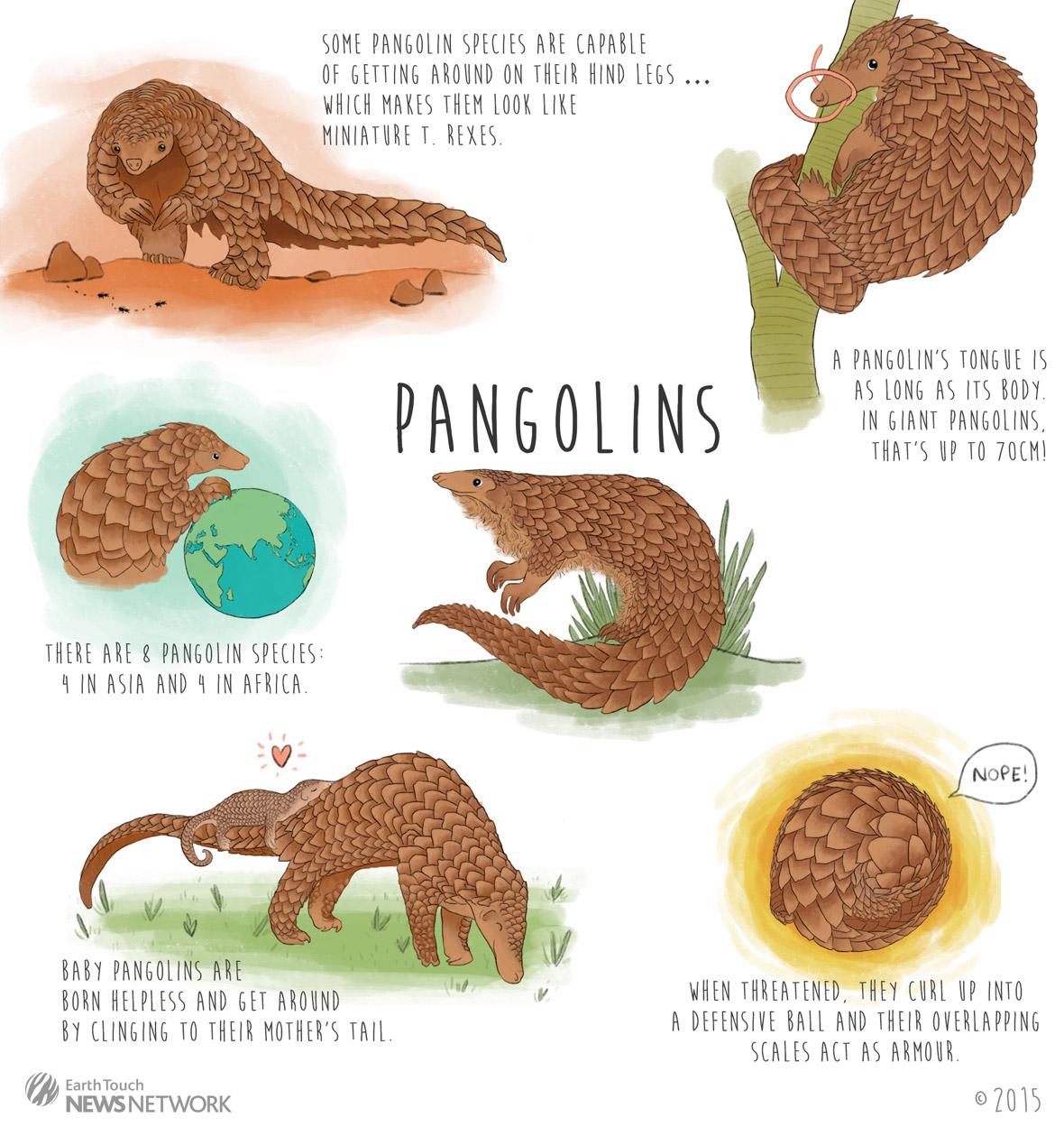 Pangolins Wallpapers - Wallpaper Cave