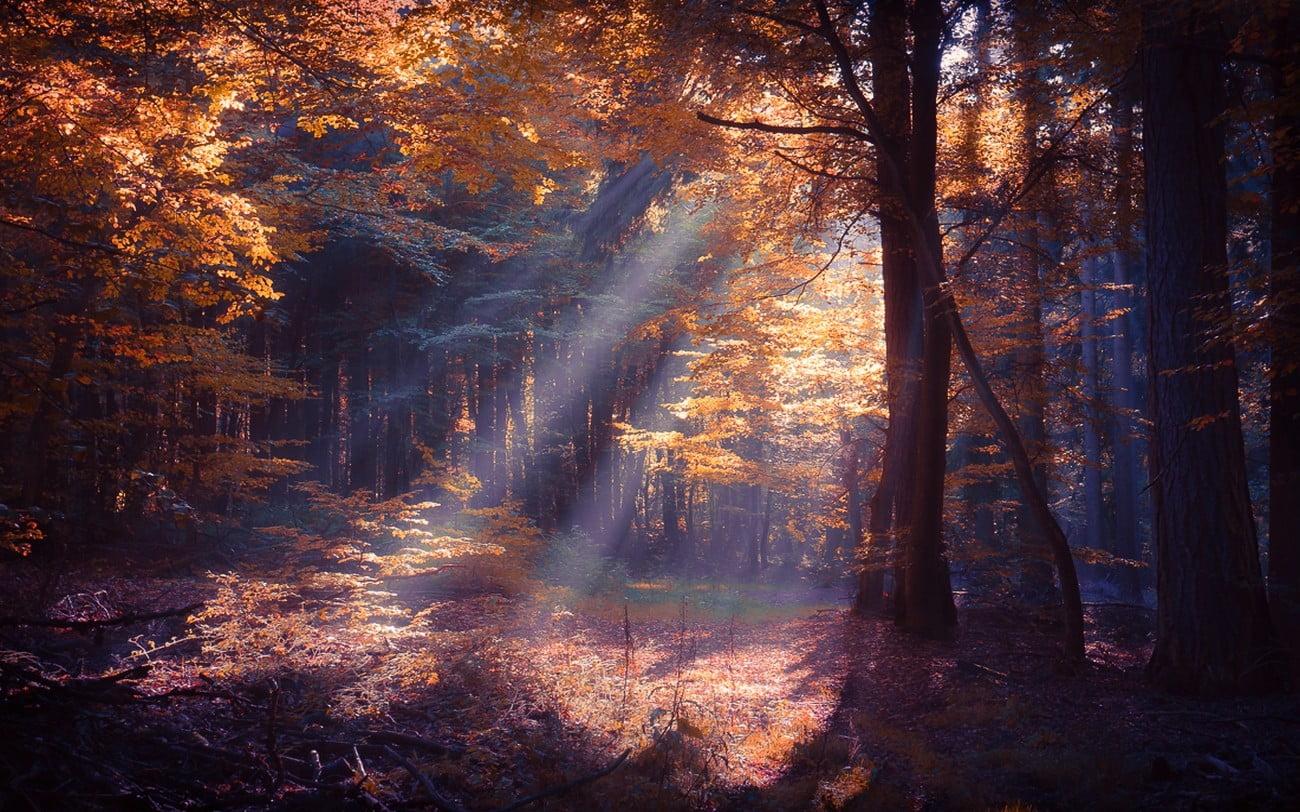 Sun Rays Through Forest Trees Wallpapers - Wallpaper Cave