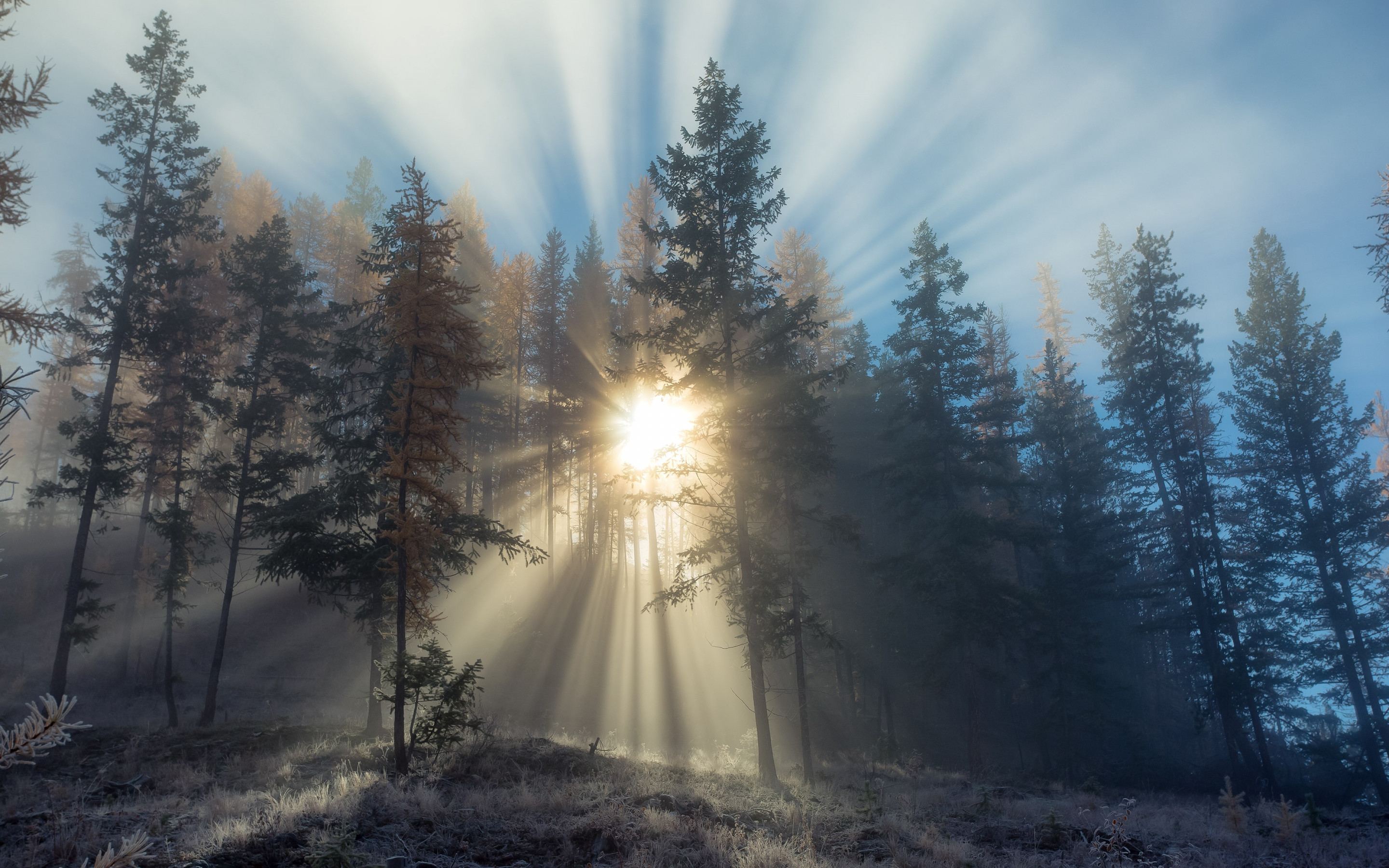 Sun Rays Through Forest Trees Wallpapers - Wallpaper Cave