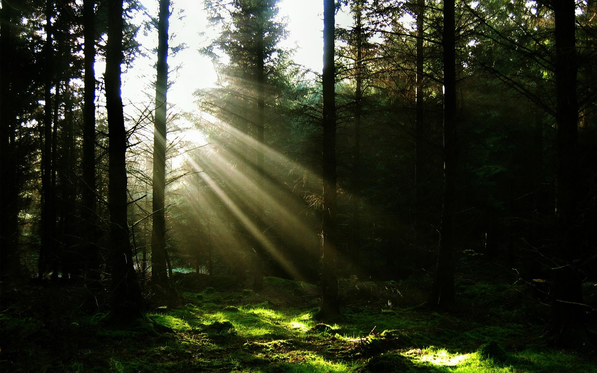 Sun Rays Through Forest Trees Wallpapers - Wallpaper Cave