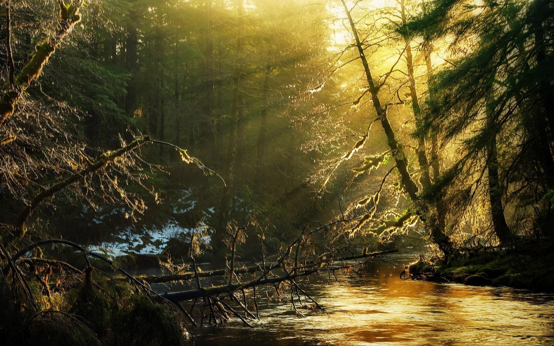 Sun Rays Through Forest Trees Wallpapers - Wallpaper Cave