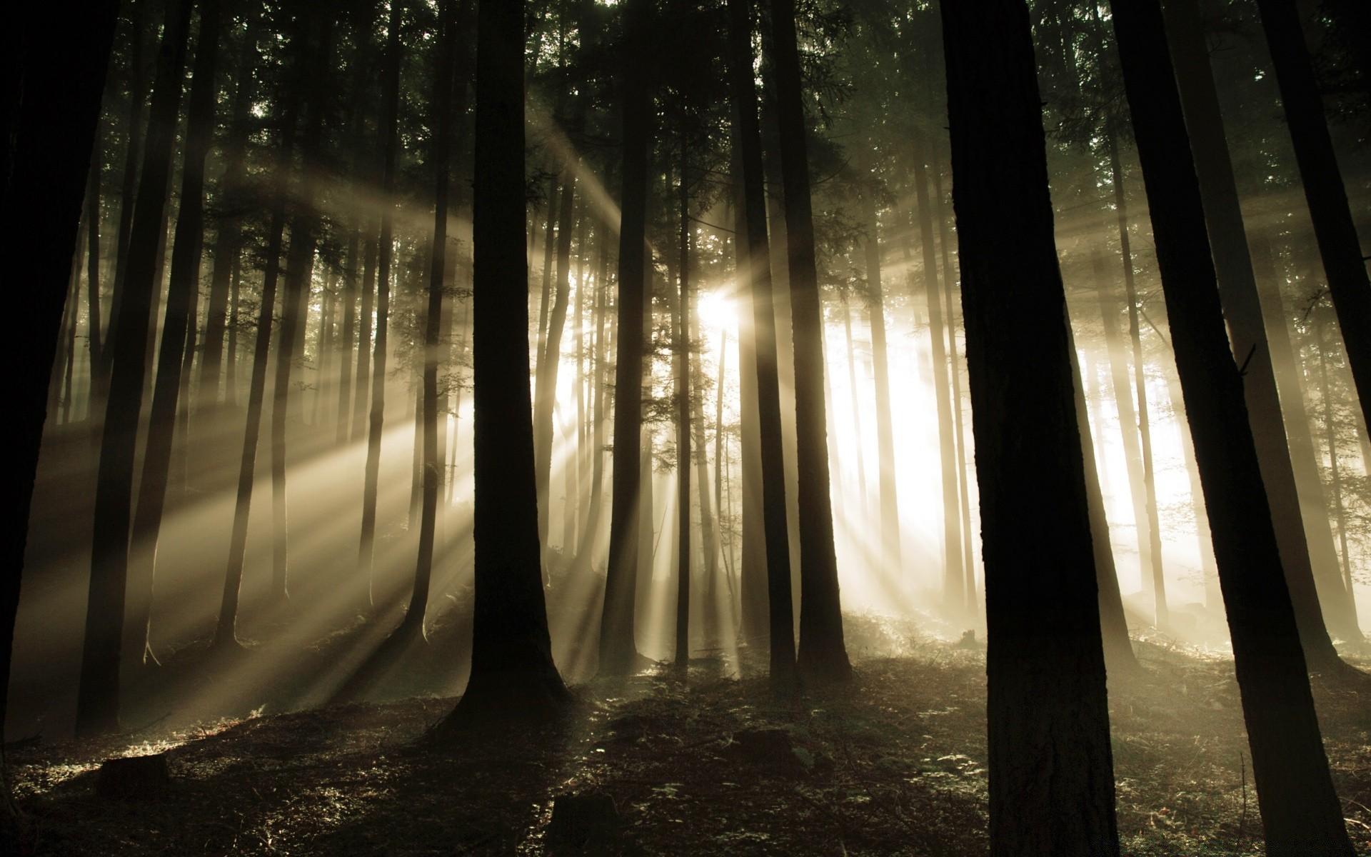 Sun Rays Through Forest Trees Wallpapers - Wallpaper Cave