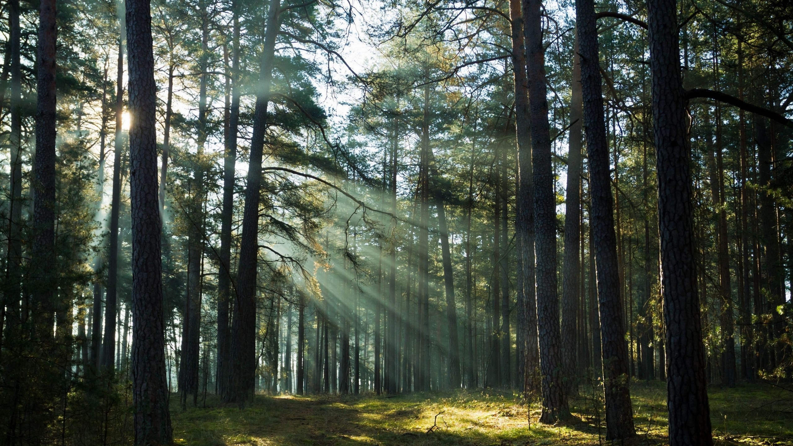 Sun Rays Through Forest Trees Wallpapers - Wallpaper Cave