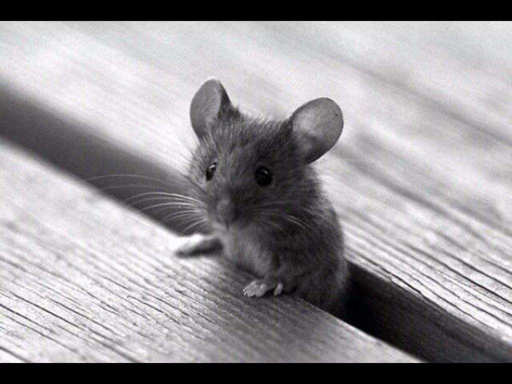 Common Mice Wallpapers - Wallpaper Cave