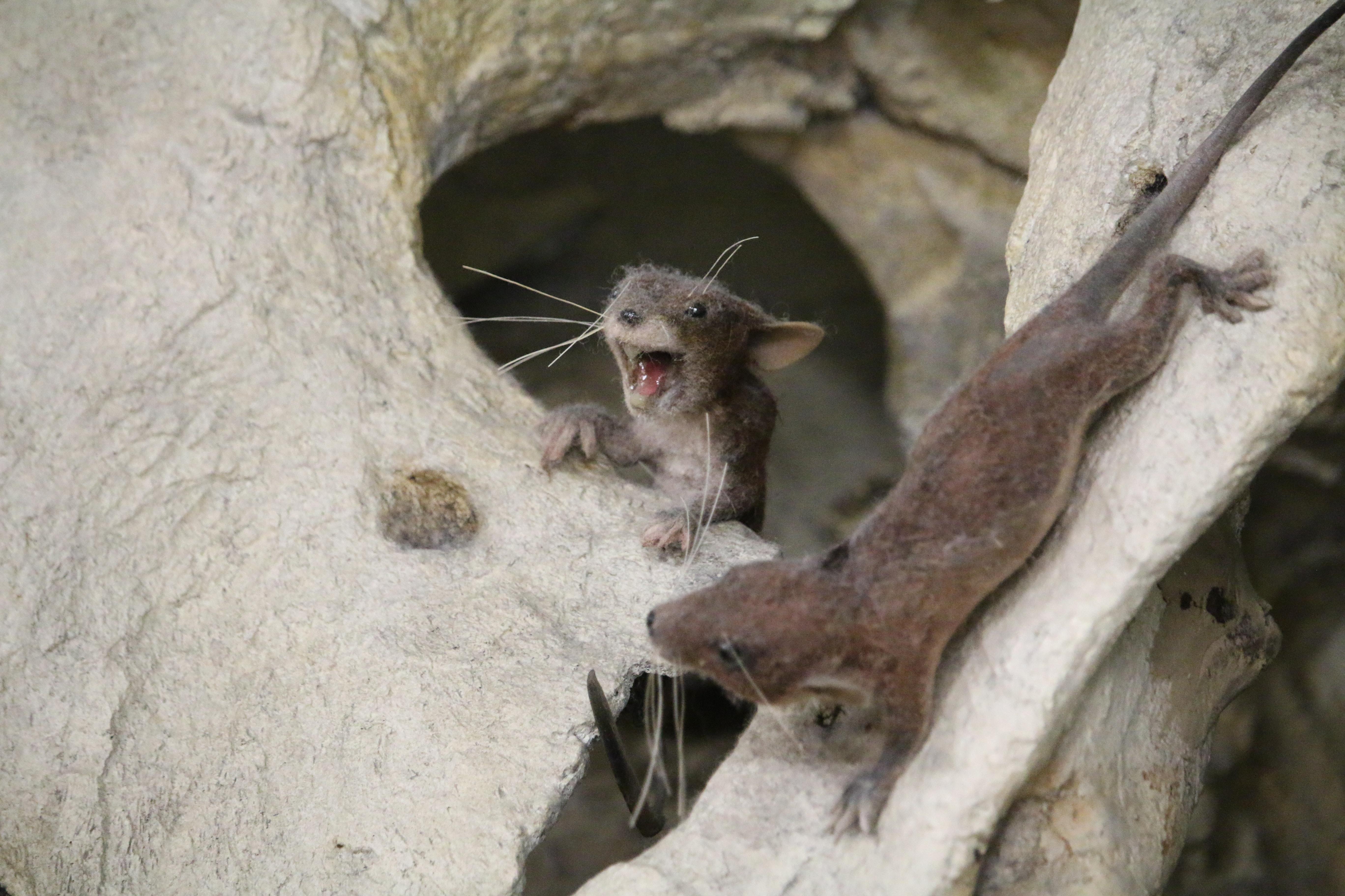 Common Mice Wallpapers - Wallpaper Cave