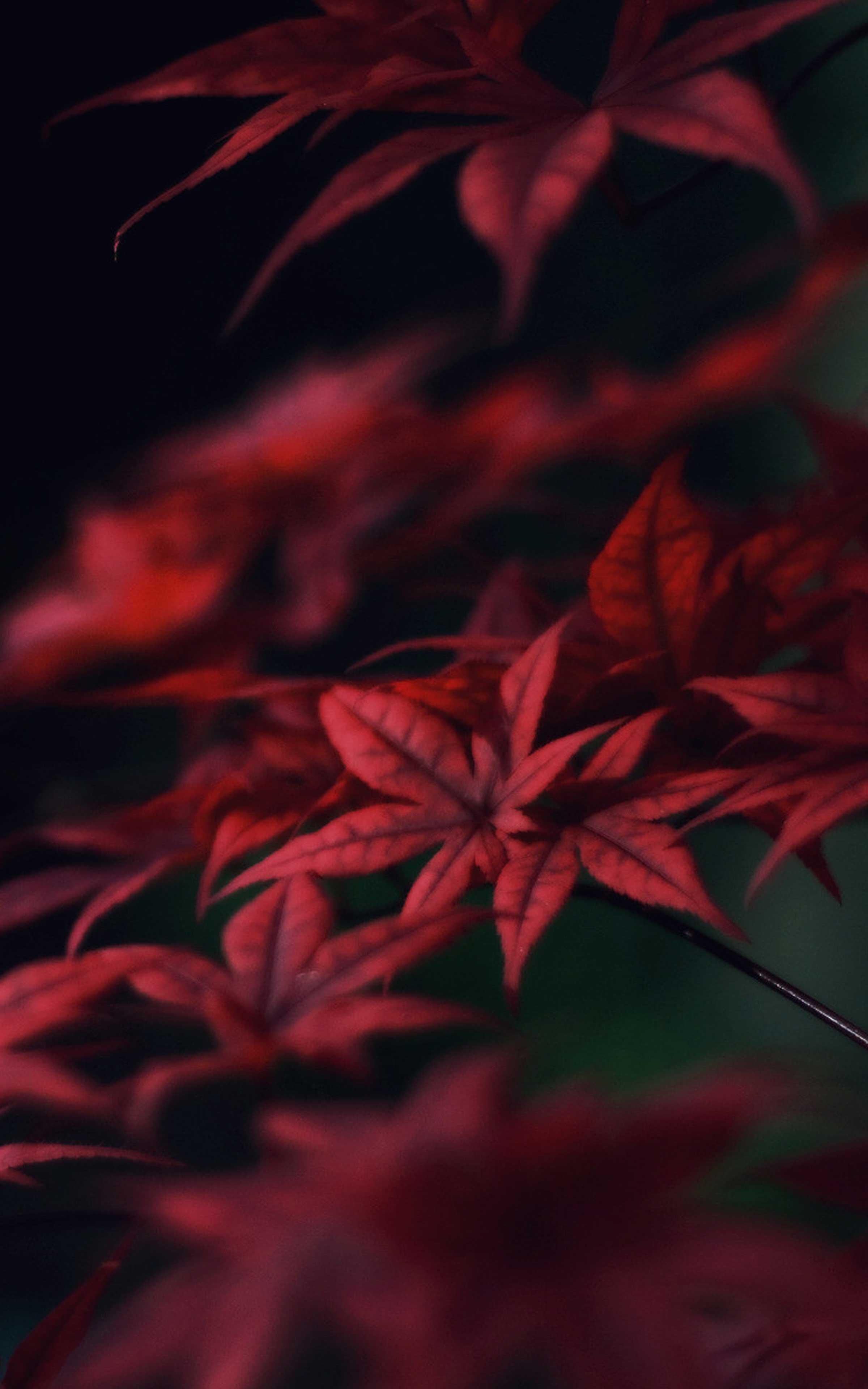 Weed Full Screen Phone Wallpapers - Wallpaper Cave