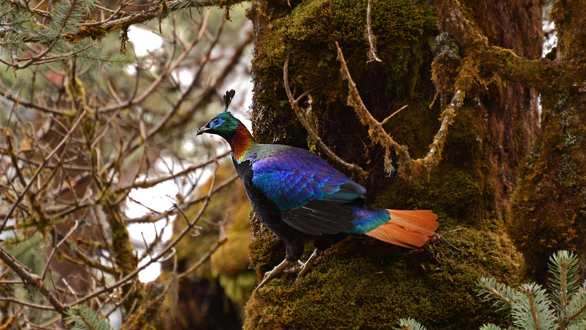 Himalayan Monal Wallpapers - Wallpaper Cave