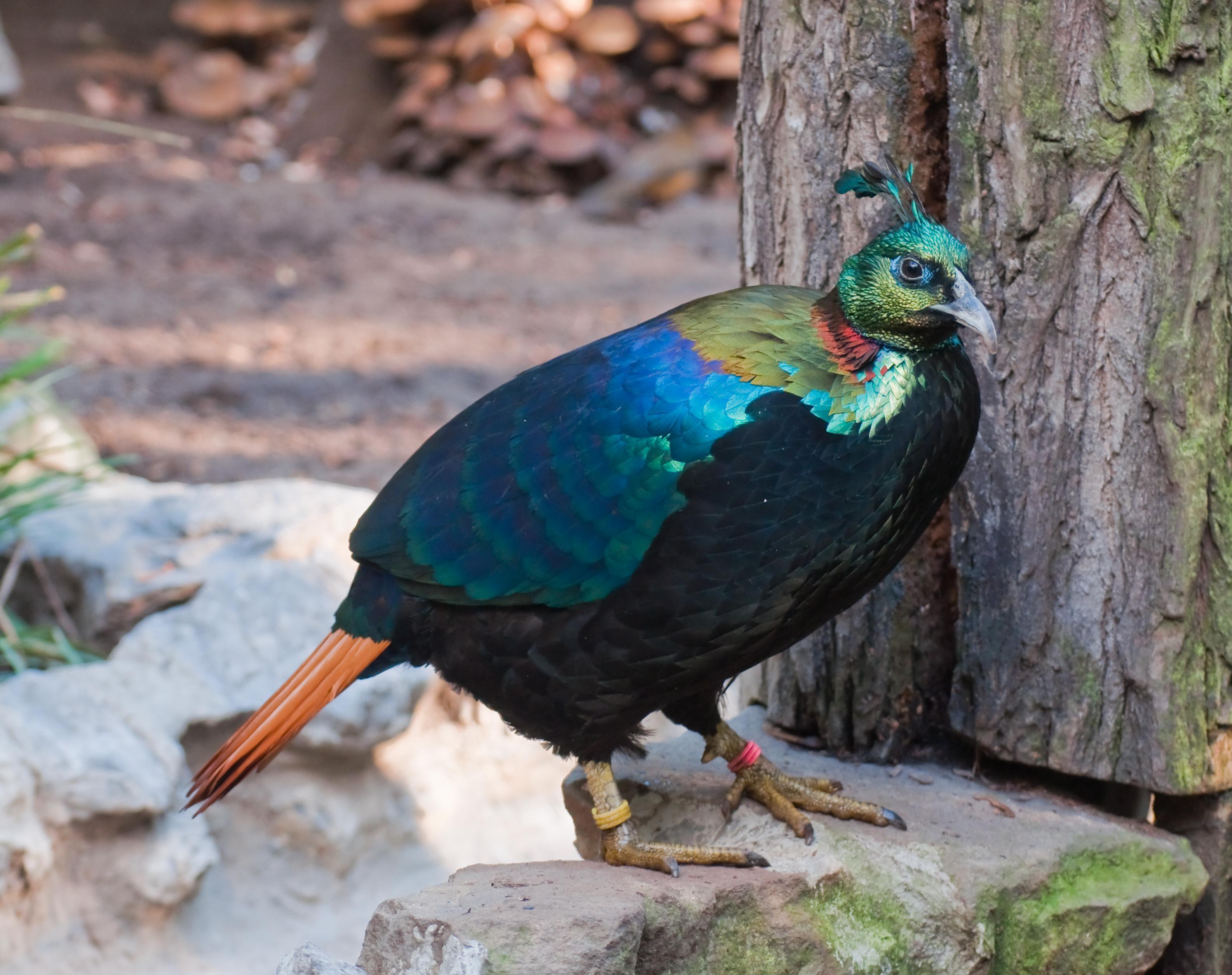 Himalayan Monal Wallpapers - Wallpaper Cave