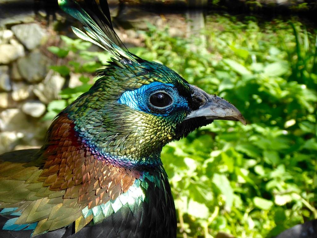Himalayan Monal Wallpapers - Wallpaper Cave