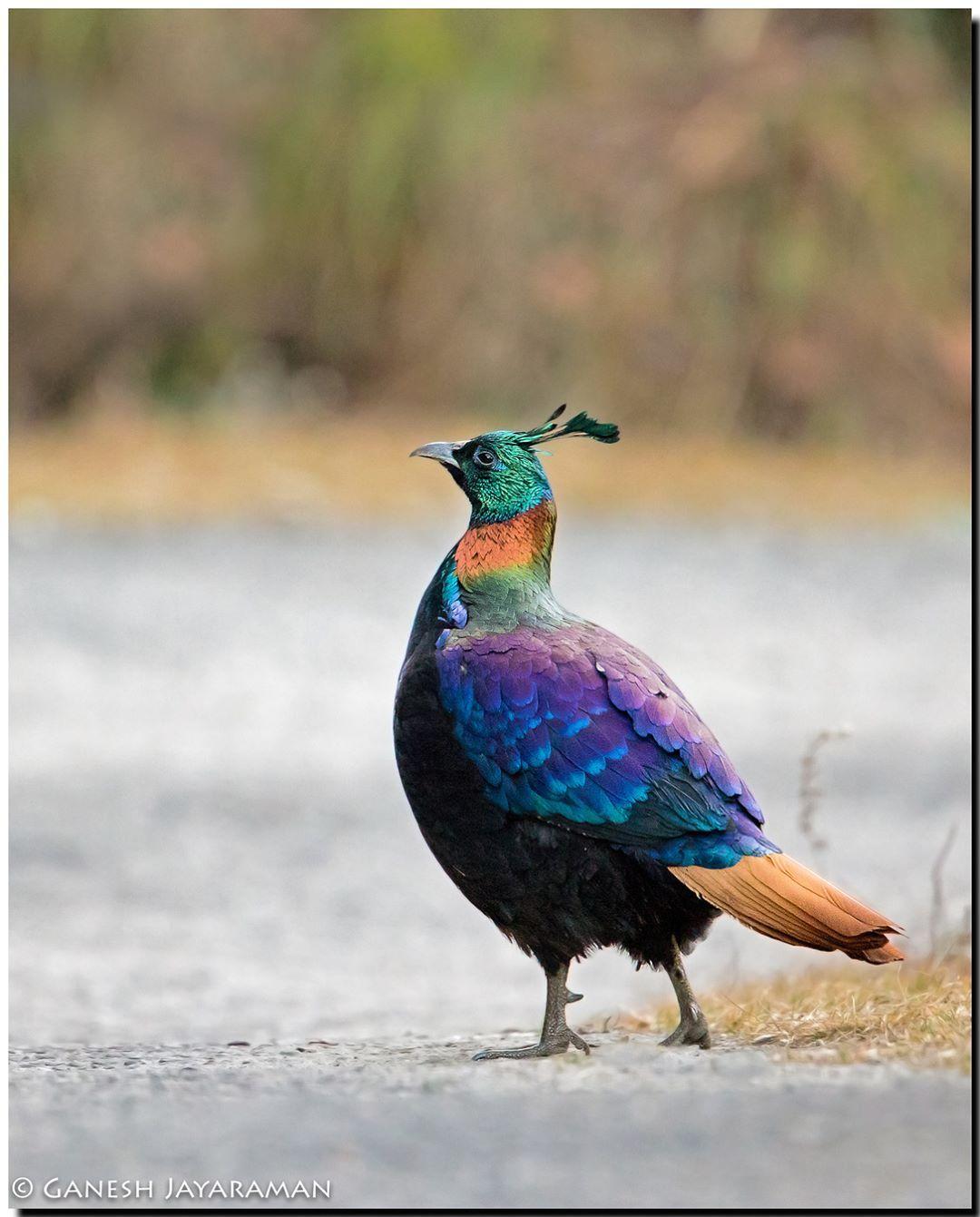 Himalayan Monal Wallpapers - Wallpaper Cave