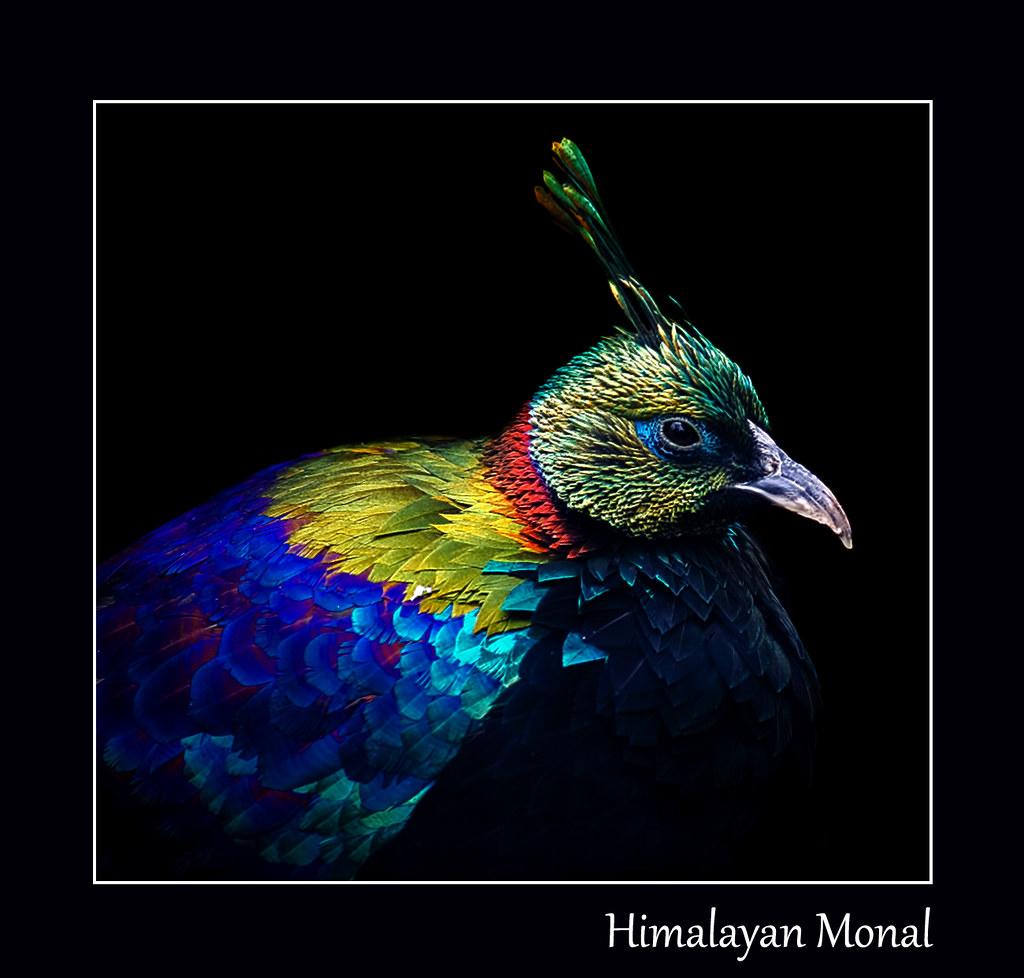 Himalayan Monal Wallpapers - Wallpaper Cave