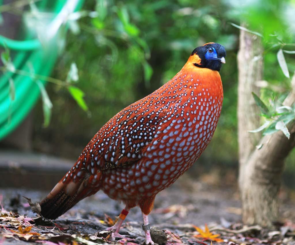 Himalayan Monal Wallpapers - Wallpaper Cave