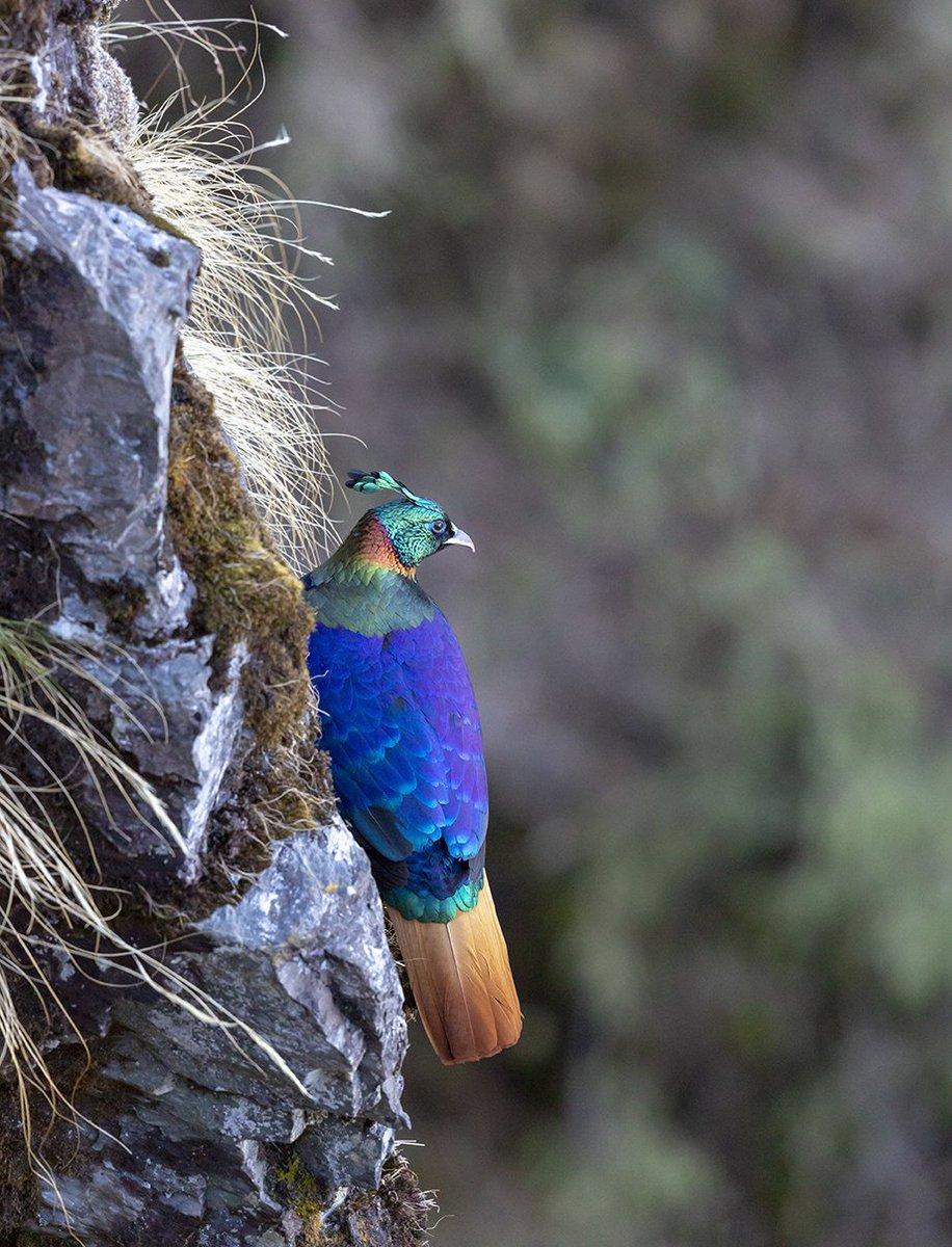 Himalayan Monal Wallpapers - Wallpaper Cave