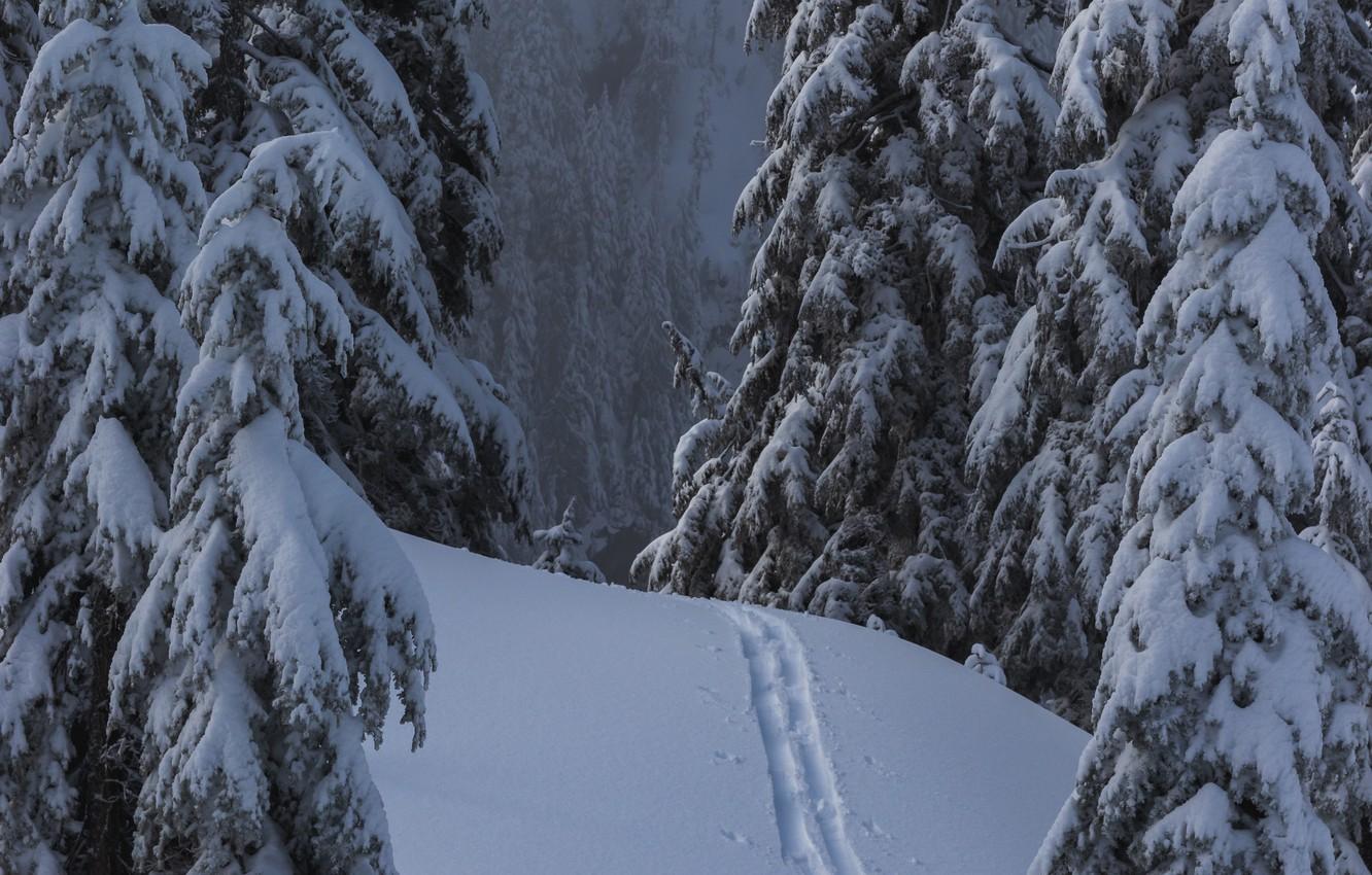 Winter Forest Path Snow Wallpapers - Wallpaper Cave