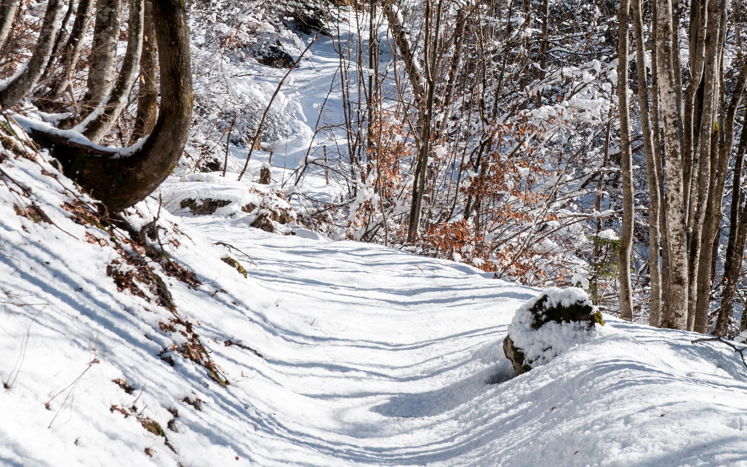 Winter Forest Path Snow Wallpapers - Wallpaper Cave