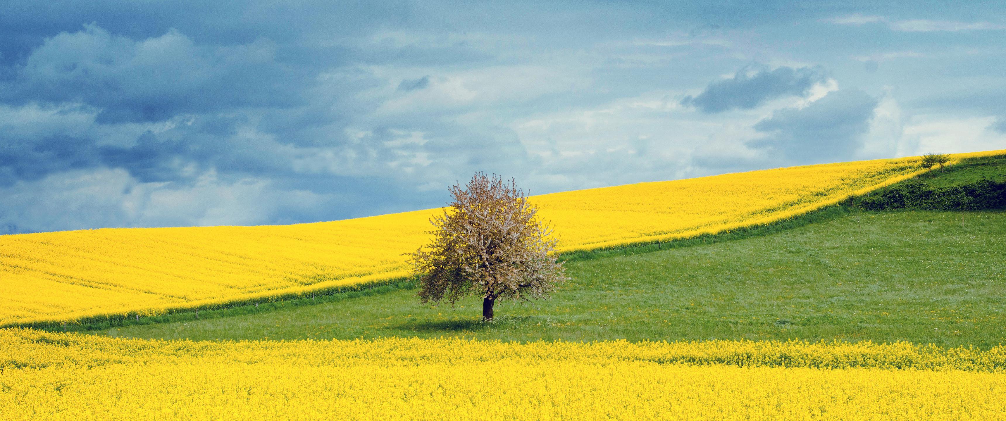 Yellow Canola Field Wallpapers - Wallpaper Cave