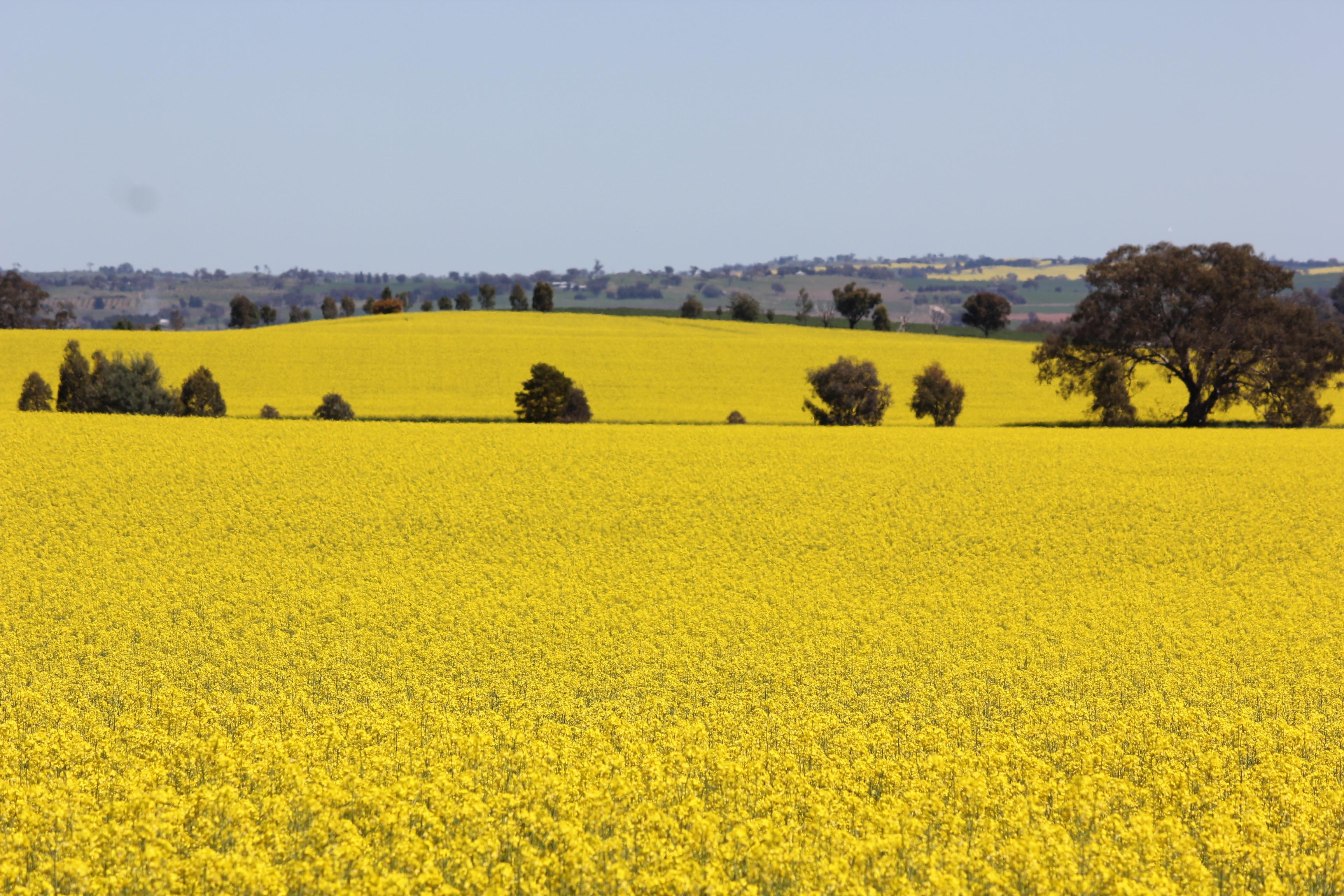 Yellow Canola Field Wallpapers - Wallpaper Cave