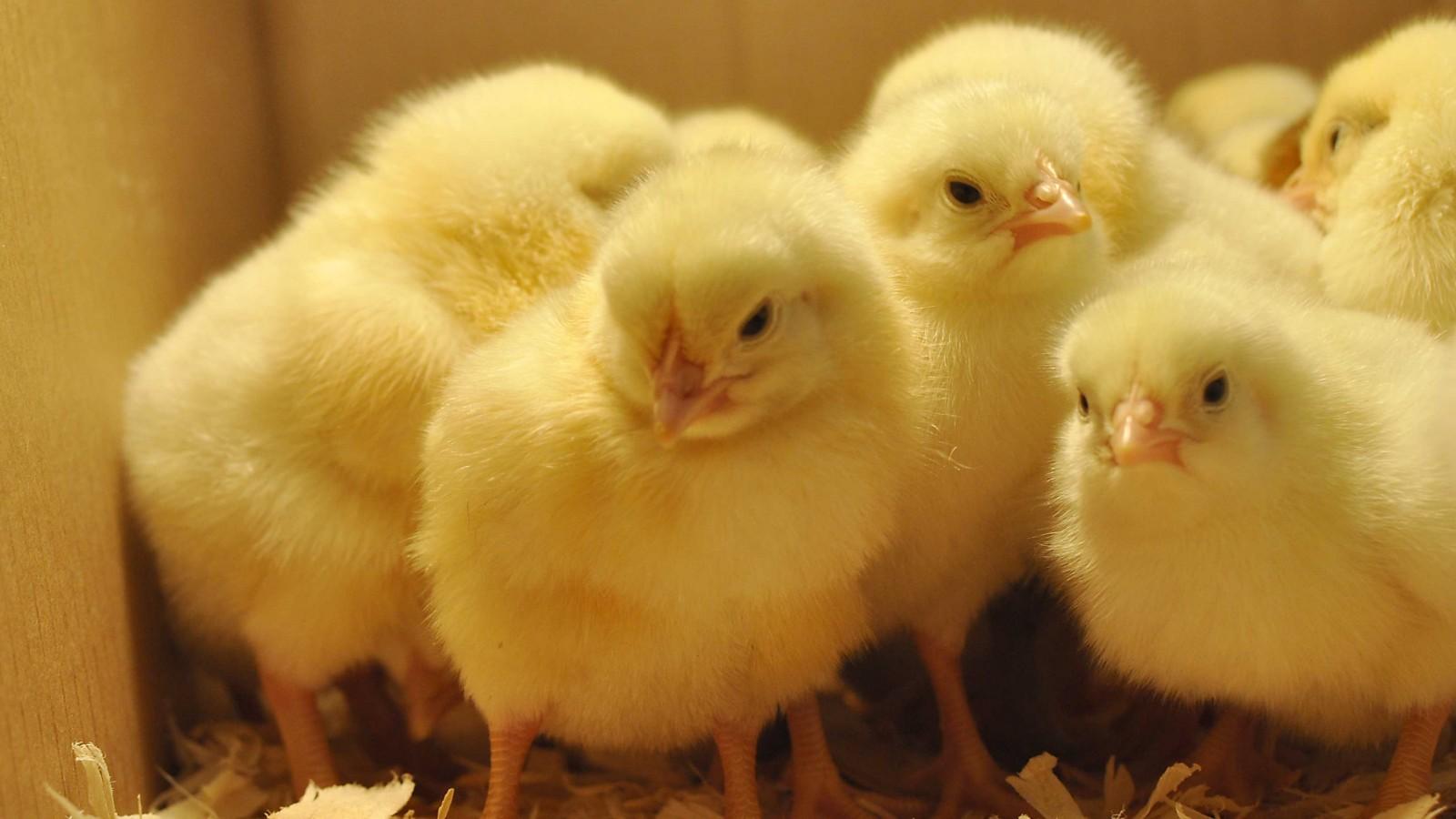 Baby Spring Chicks Wallpapers - Wallpaper Cave