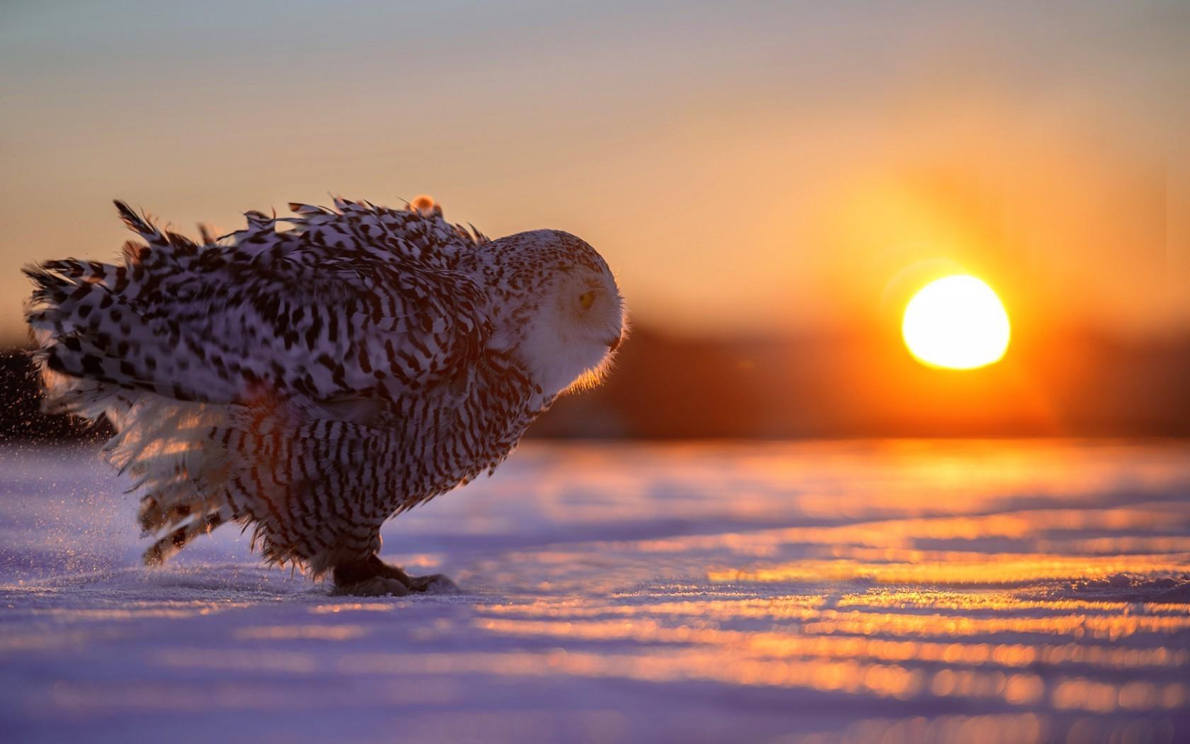 Owl For Computers Wallpapers - Wallpaper Cave