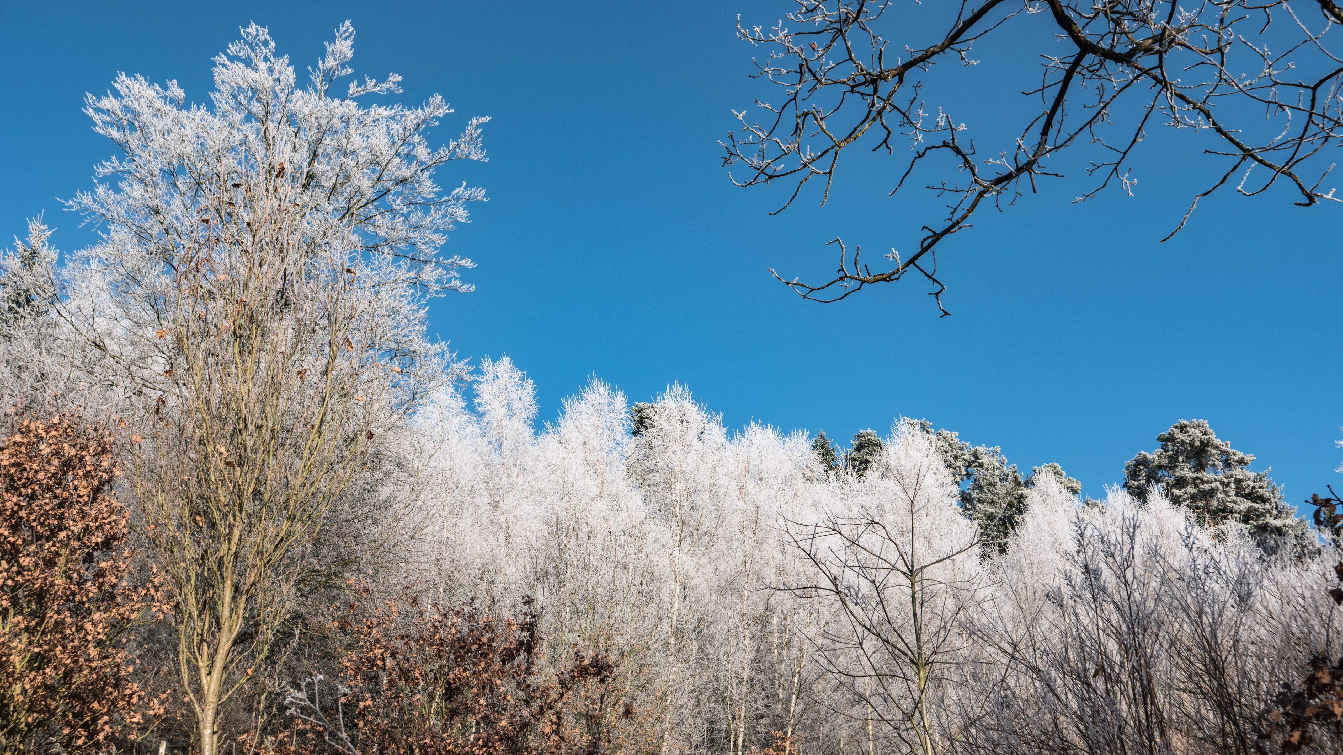Rime On Trees Forest Wallpapers - Wallpaper Cave