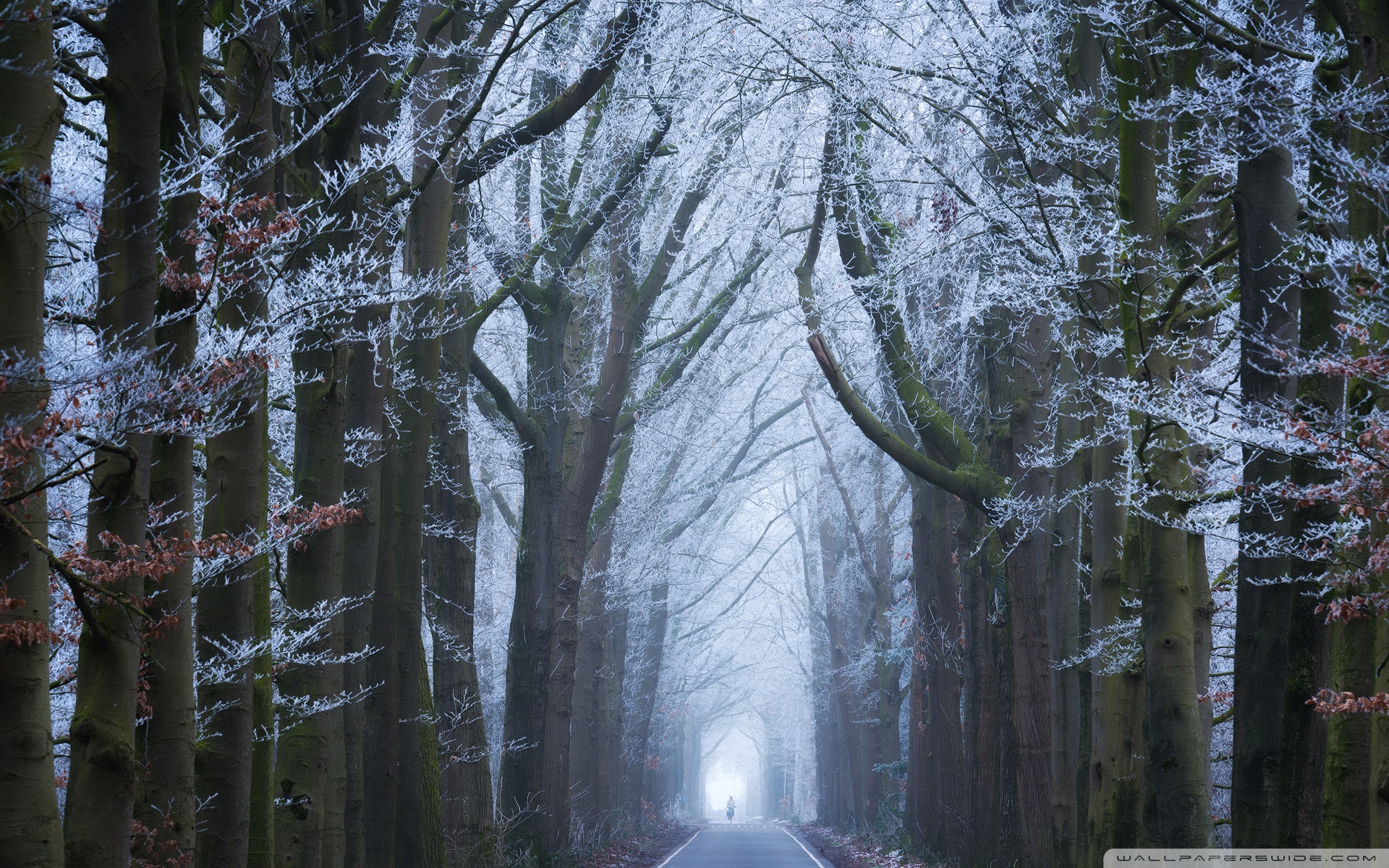 Hoarfrost Forest Black And White Wallpapers - Wallpaper Cave
