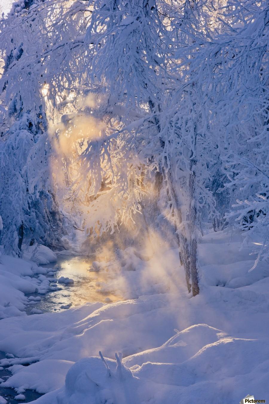 Hoarfrost Forest Black And White Wallpapers - Wallpaper Cave