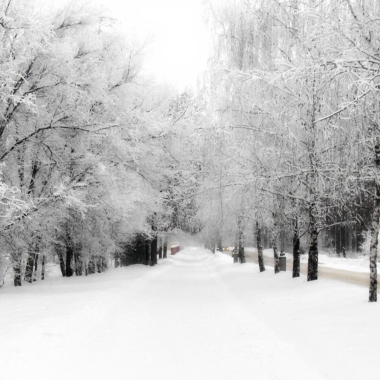 Hoarfrost Forest Black And White Wallpapers - Wallpaper Cave