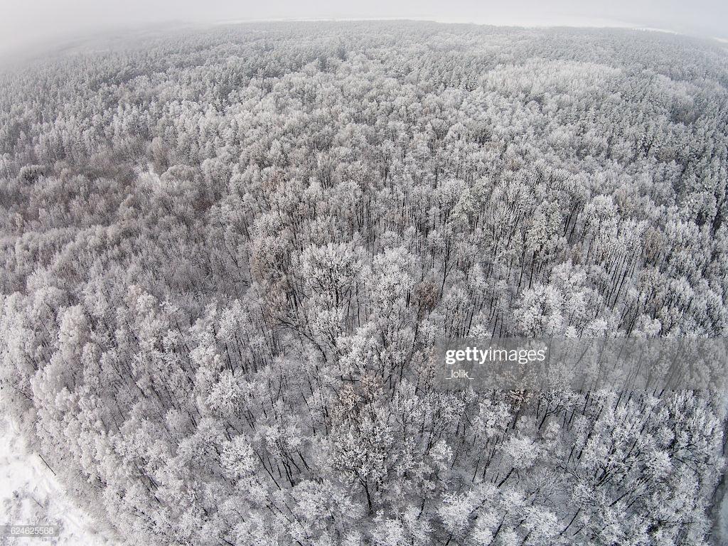 Hoarfrost Forest Black And White Wallpapers - Wallpaper Cave