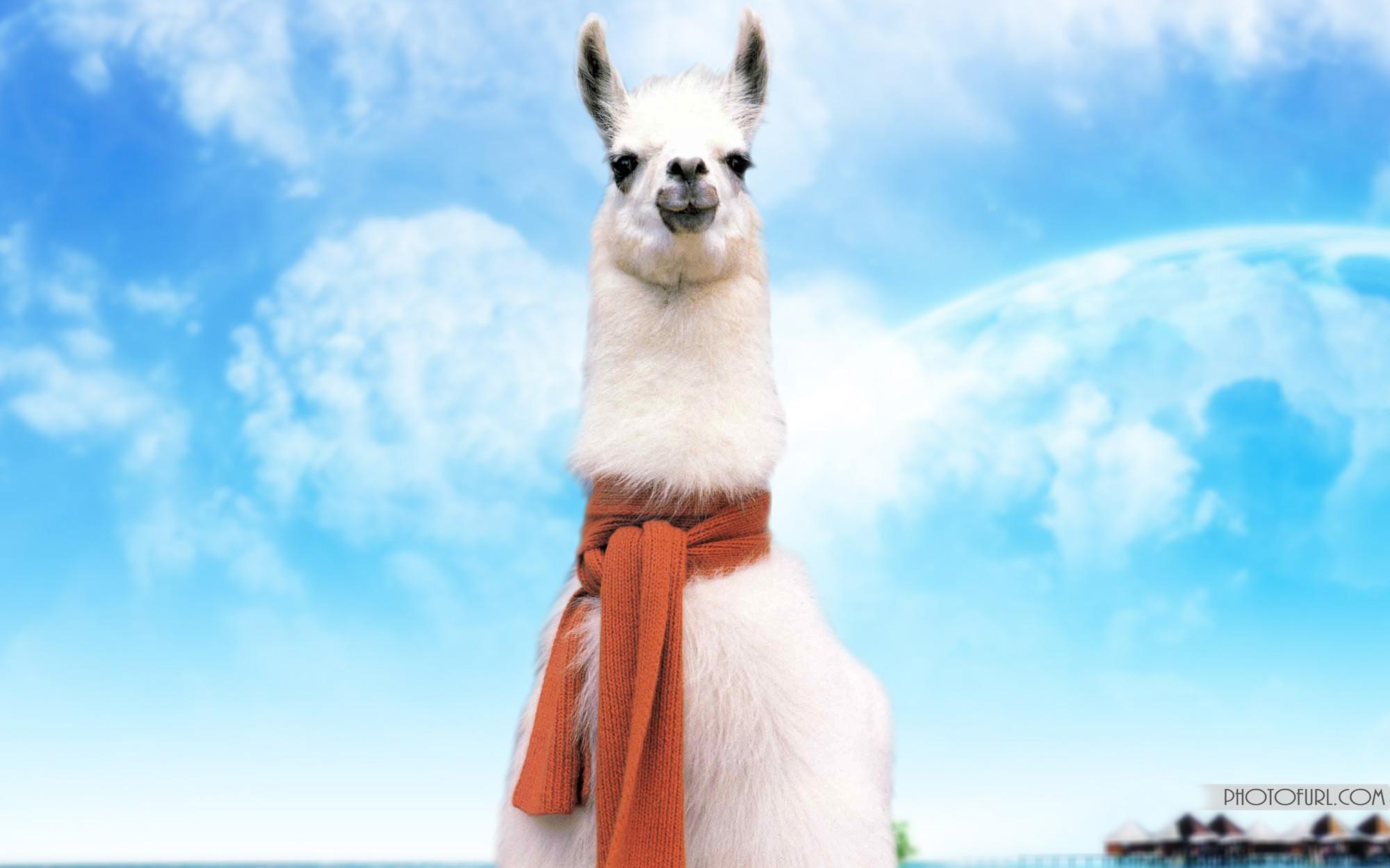 Alpaca Desktop Wallpapers - Wallpaper Cave