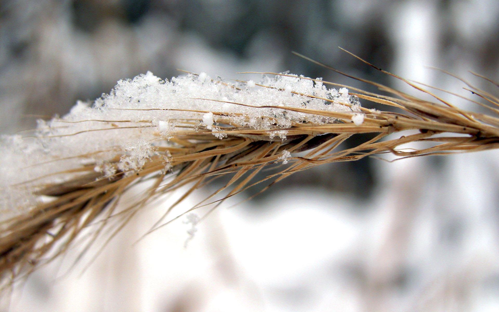 Winter Macro Photography Wallpapers - Wallpaper Cave